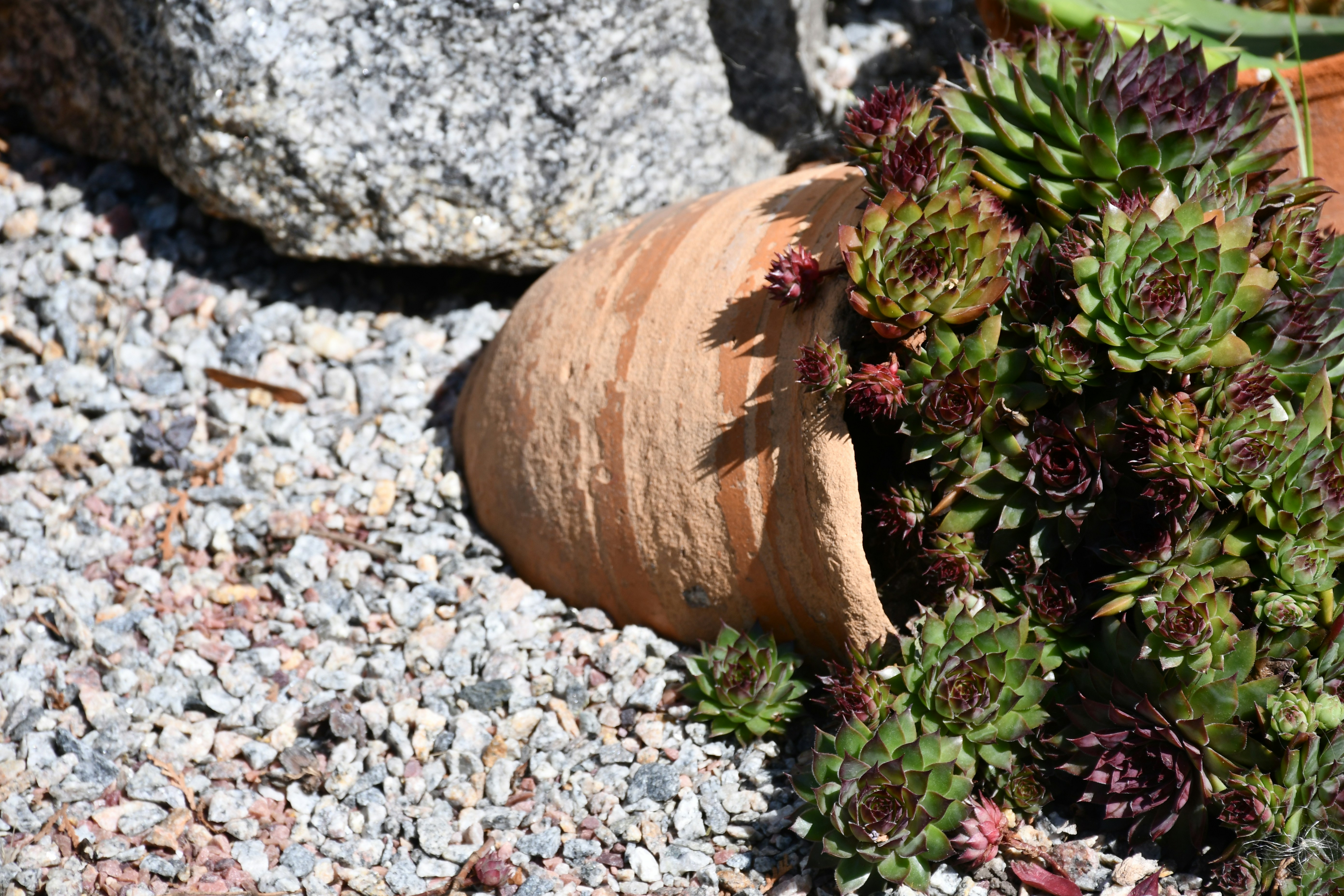 Nature's Resilience: A Succulent's Embrace