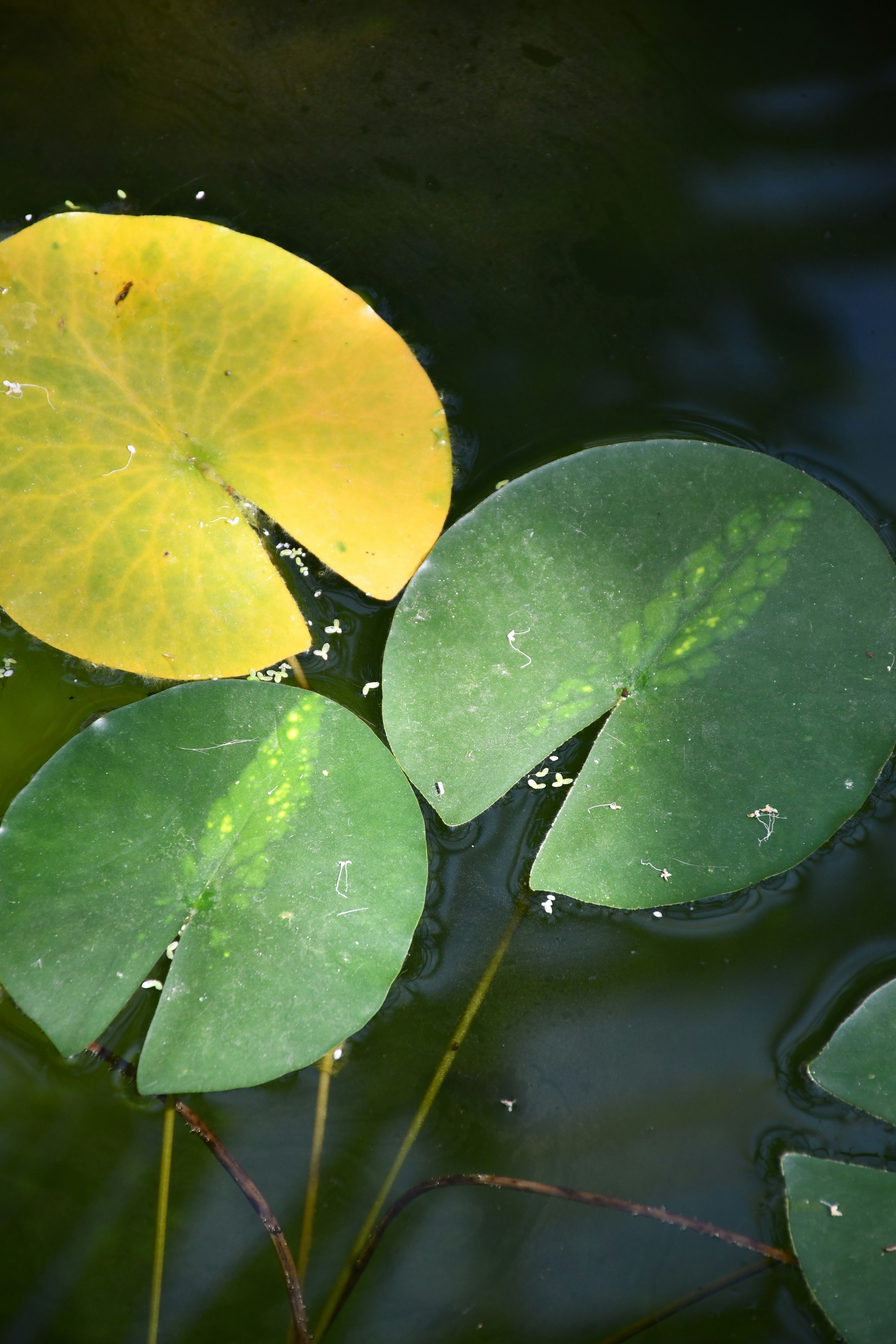 Yellow and green lily pads float on dark water.