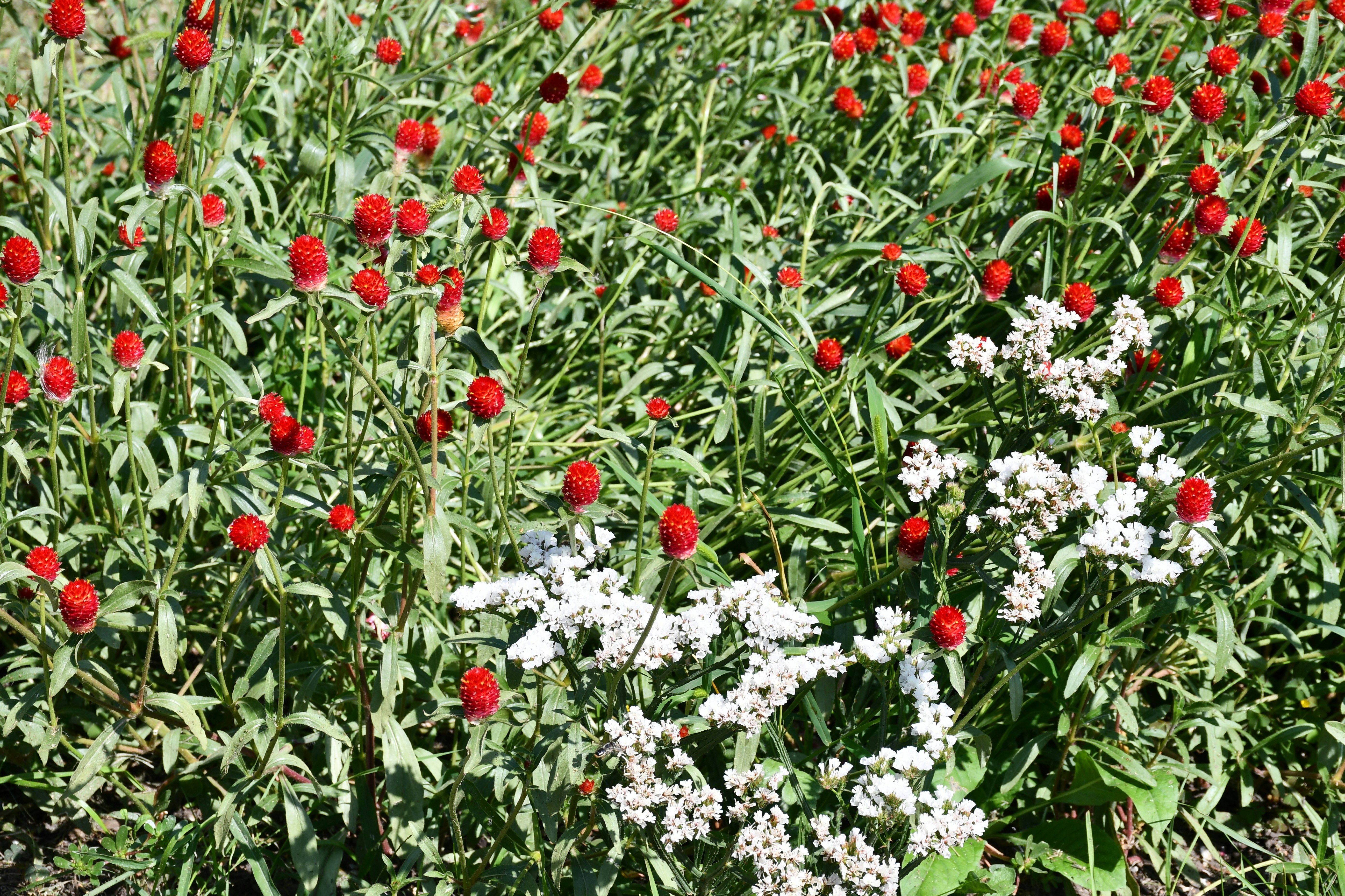 Vibrant Harmony: A Floral Tapestry