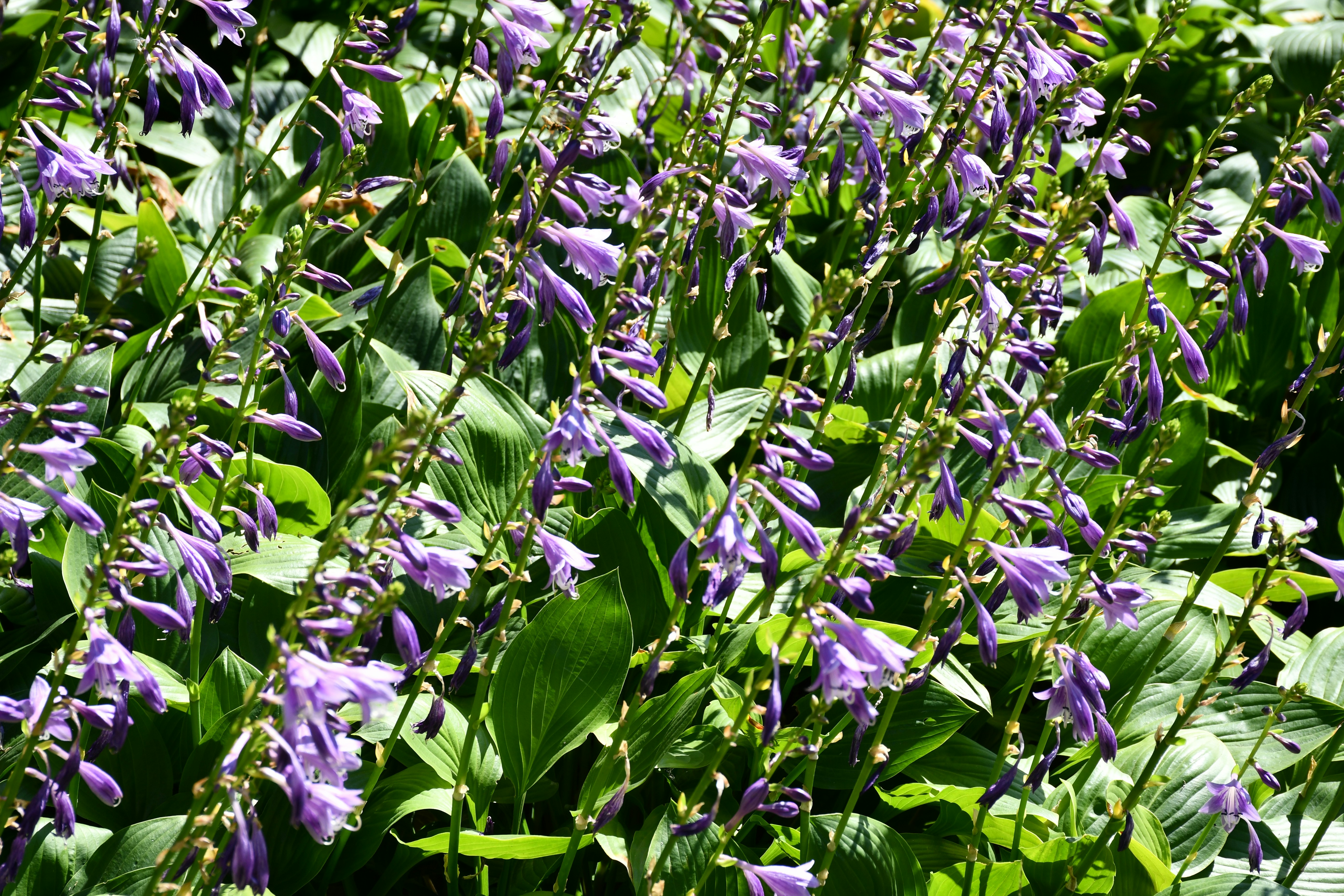 Field of Violet bells under sunlit green leaves