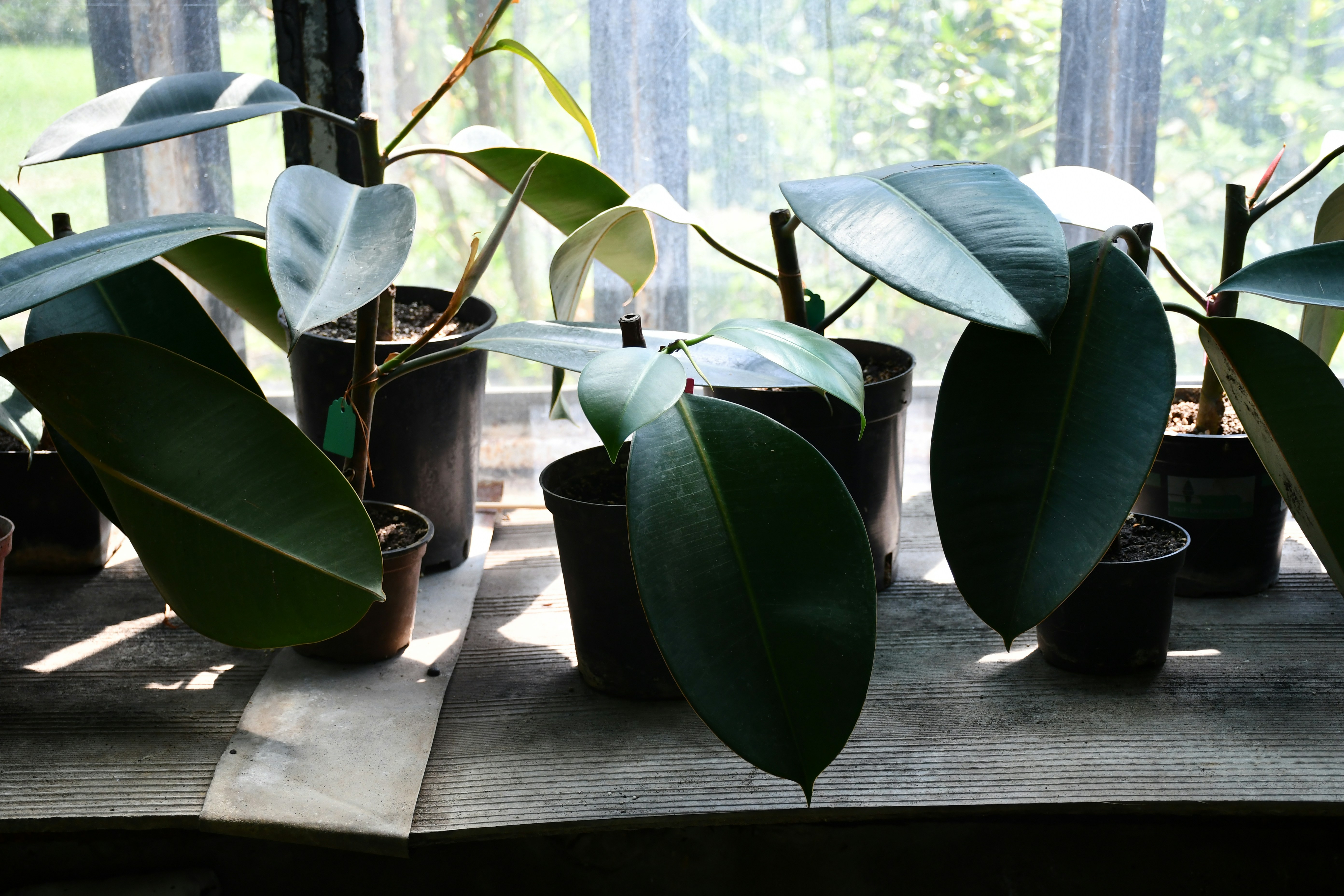 Verdant Harmony: A Study in Indoor Botany