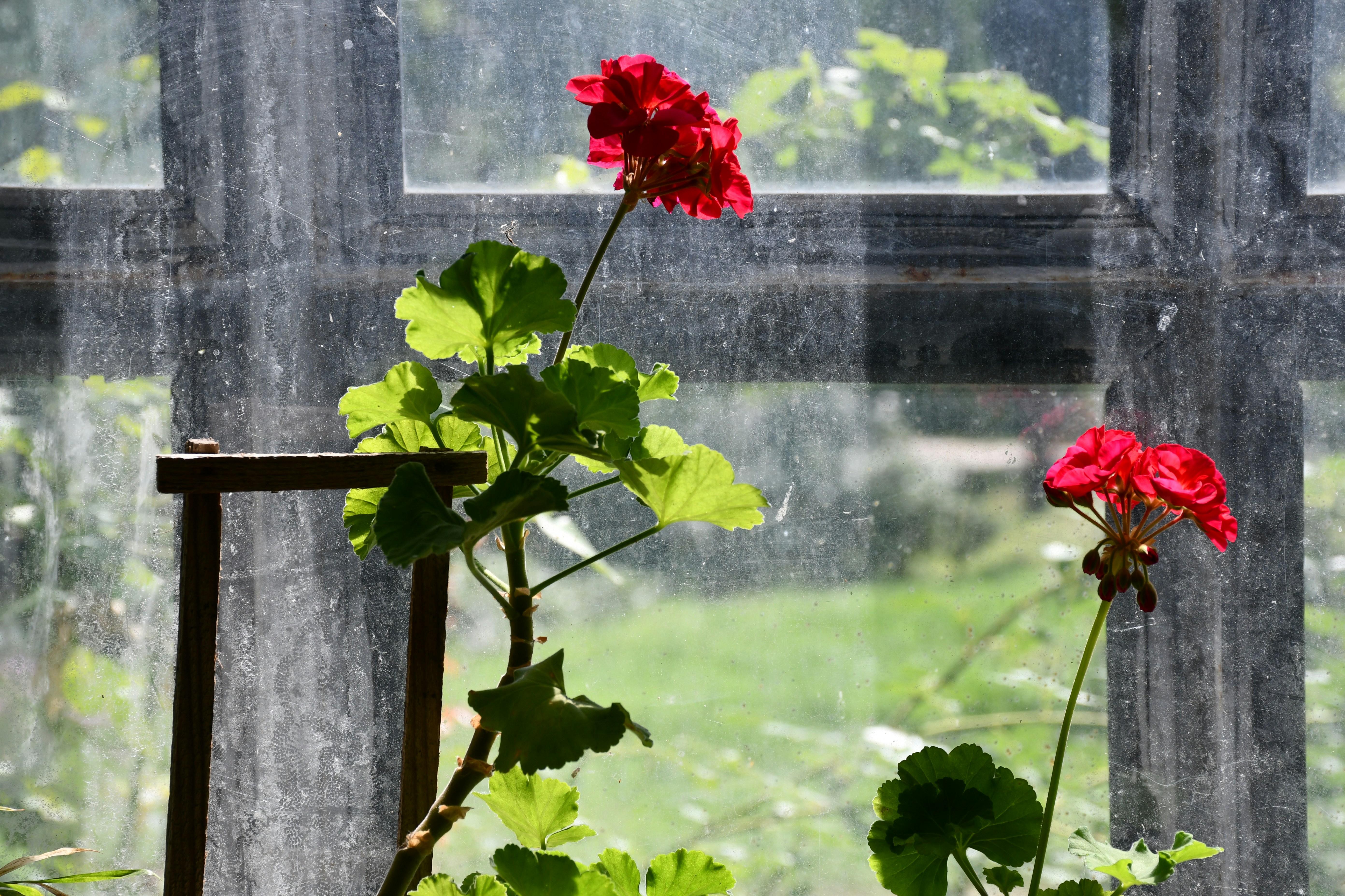 Whispers of Nature Behind Glass