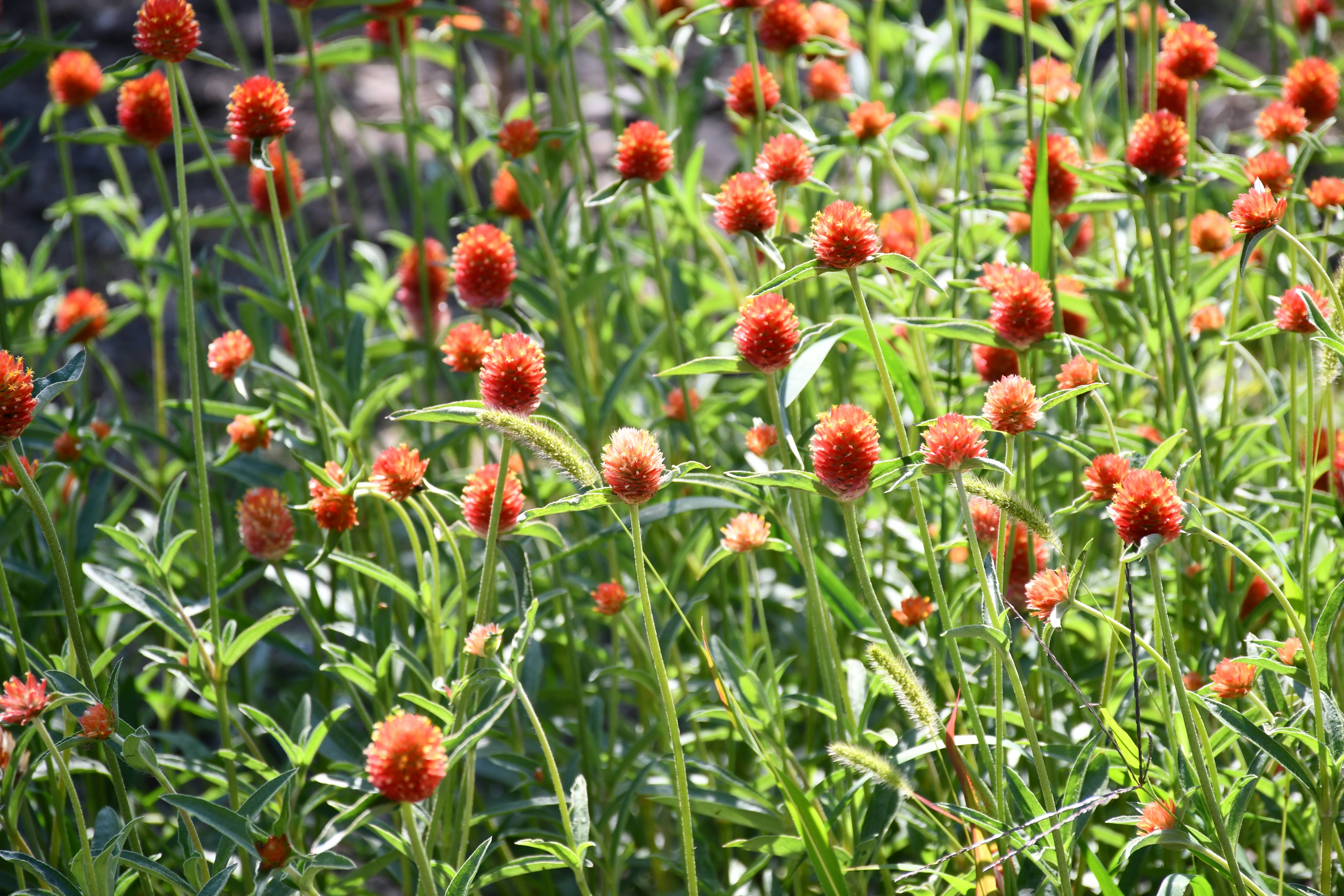 Sunlit Ember Blooms: A Sea of Orange Globe Flowers in a Garden Bed