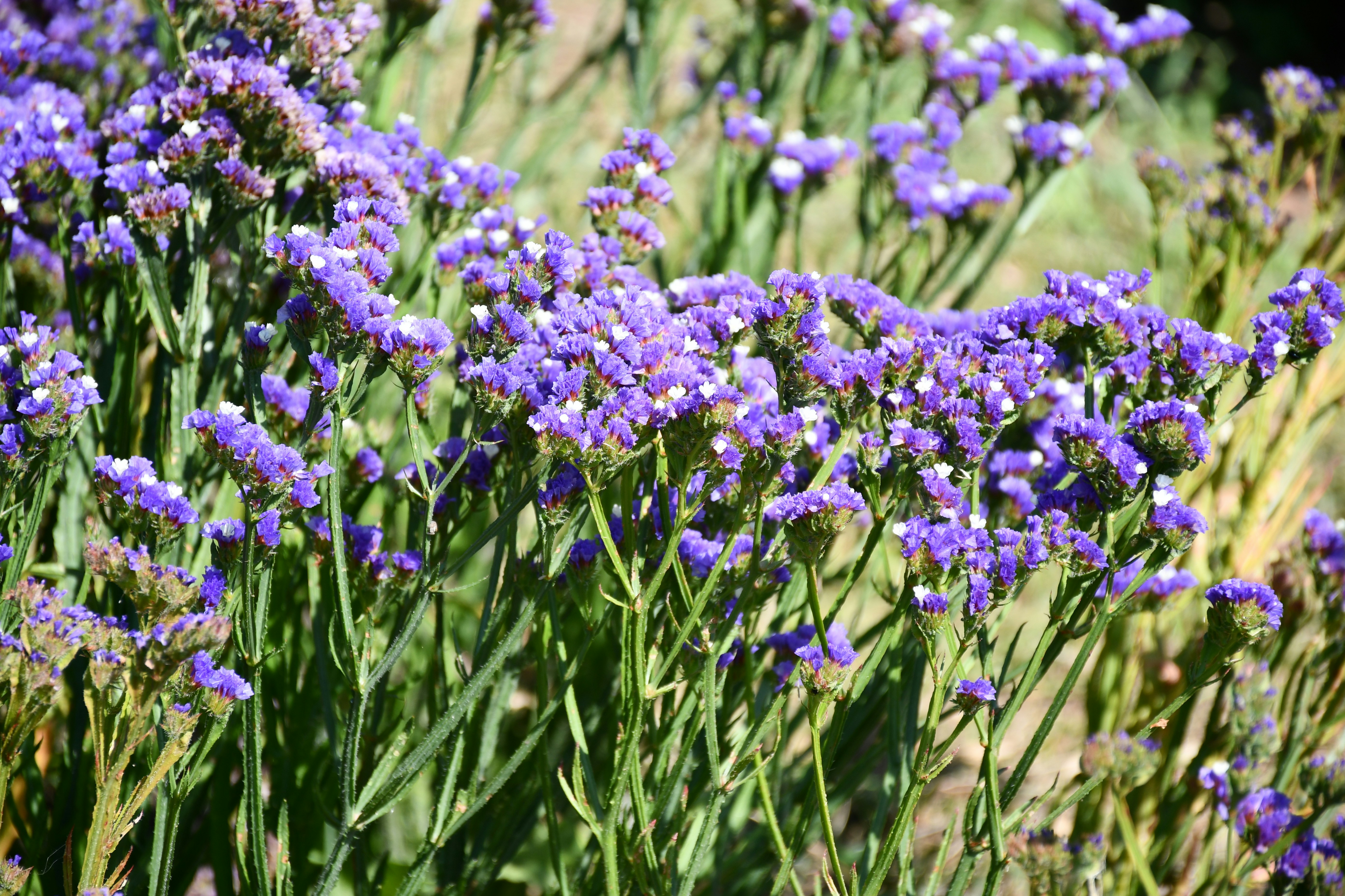 Whispers of Lavender in the Meadow