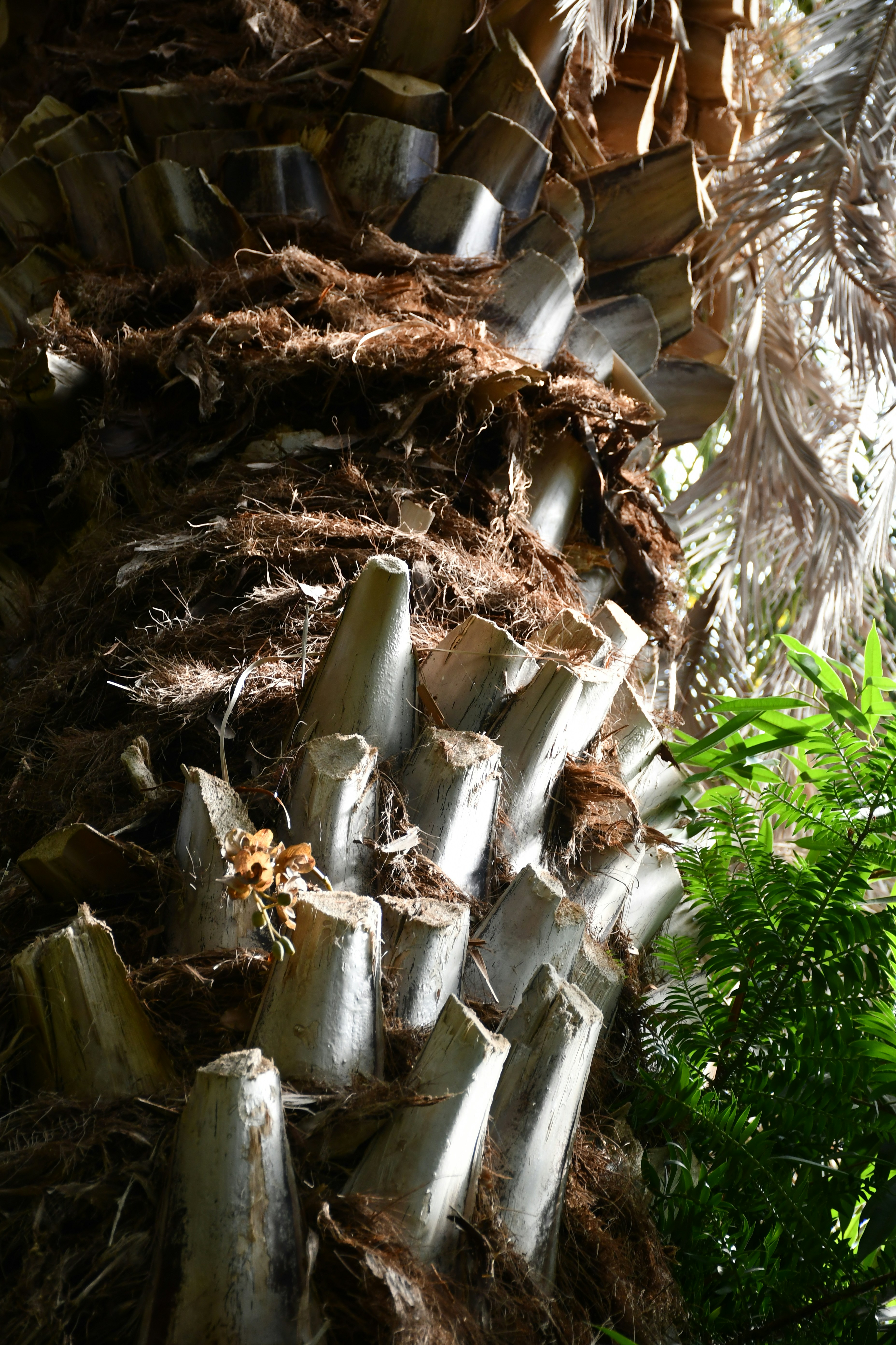 Layered Armor: Close-Up Textures of a Palm Trunk and Ferns