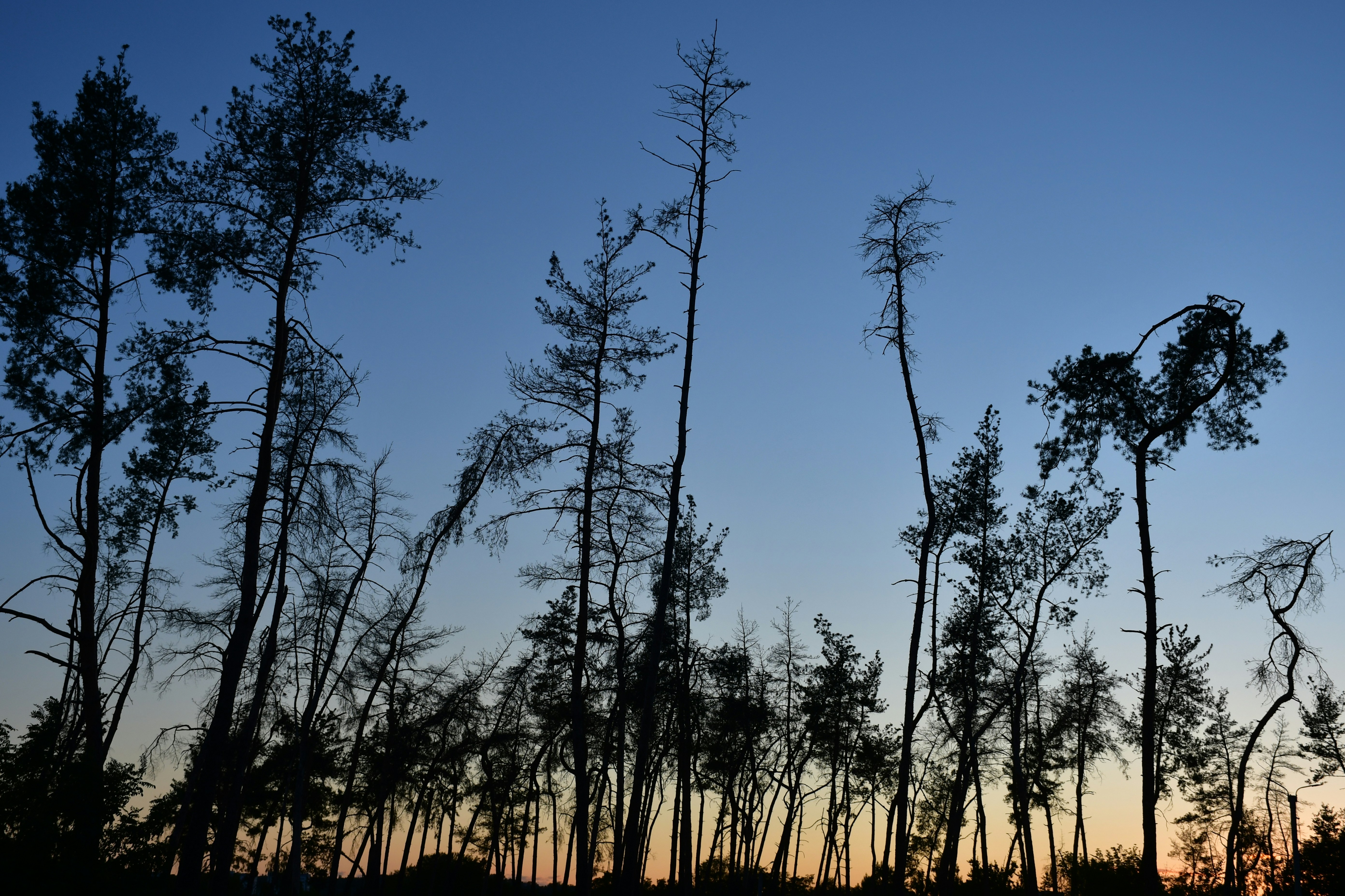 Whispers of the Twilight Forest