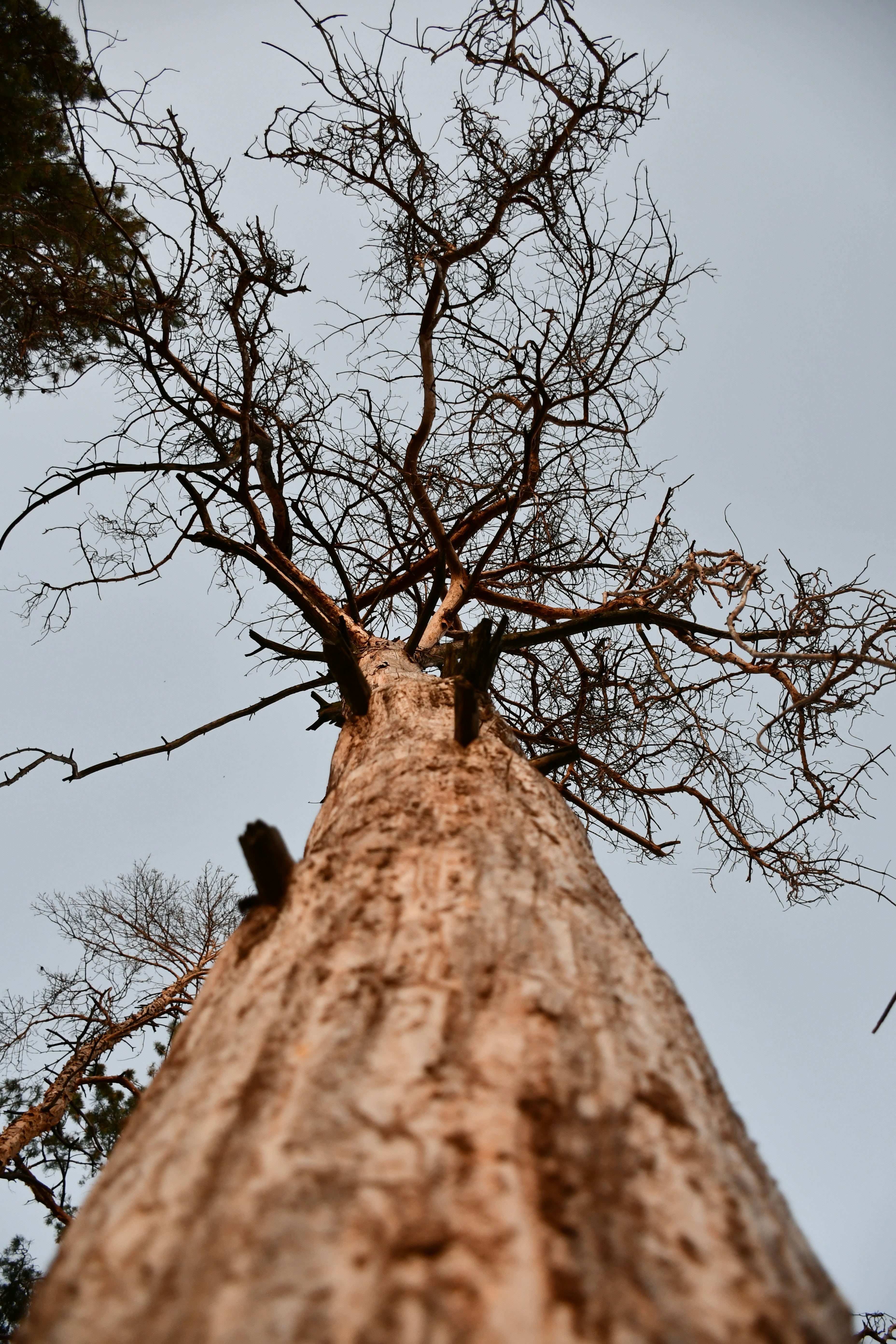 Vertical Symphony of Nature's Resilience