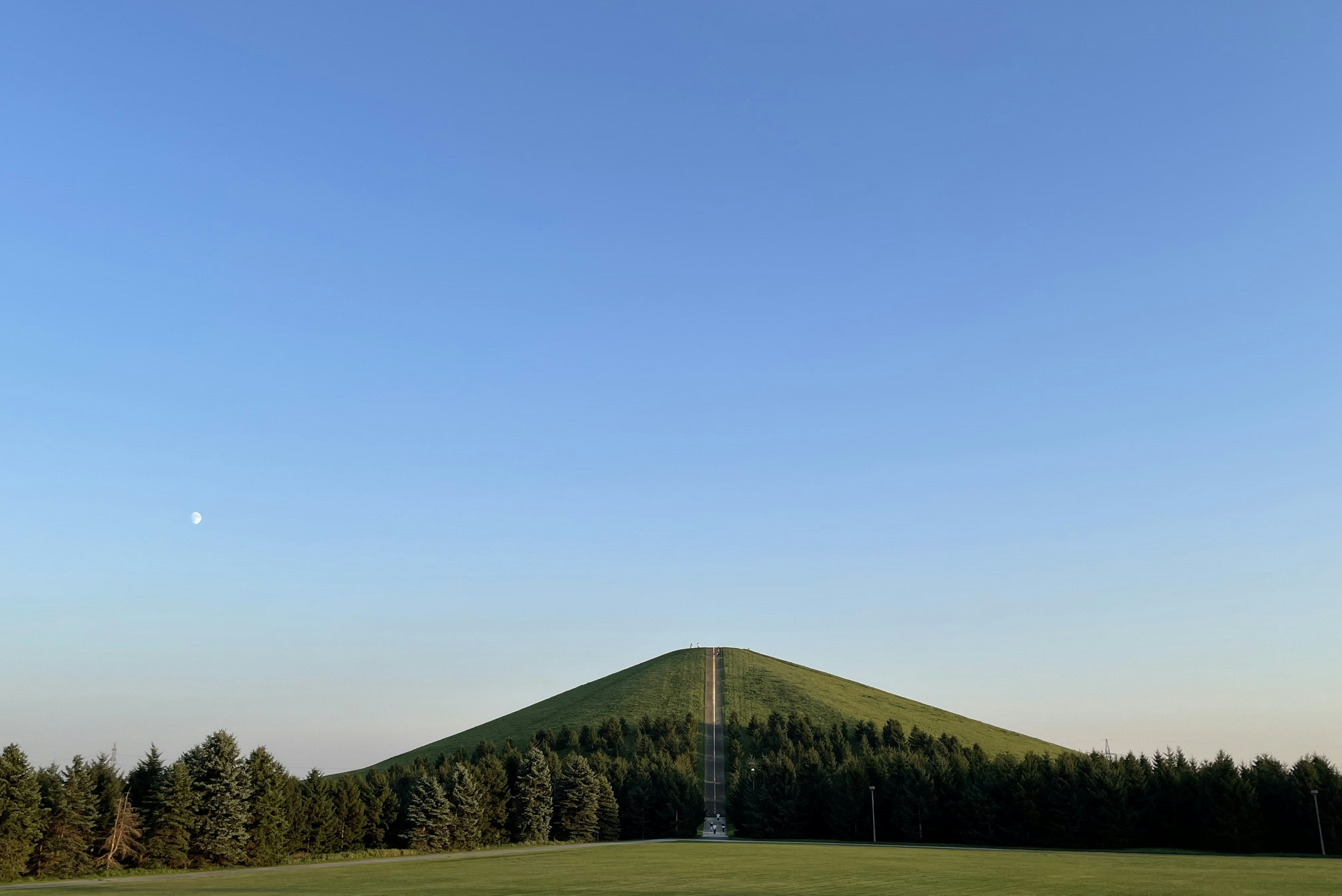 The Green Sentinel Under a Clear Sky