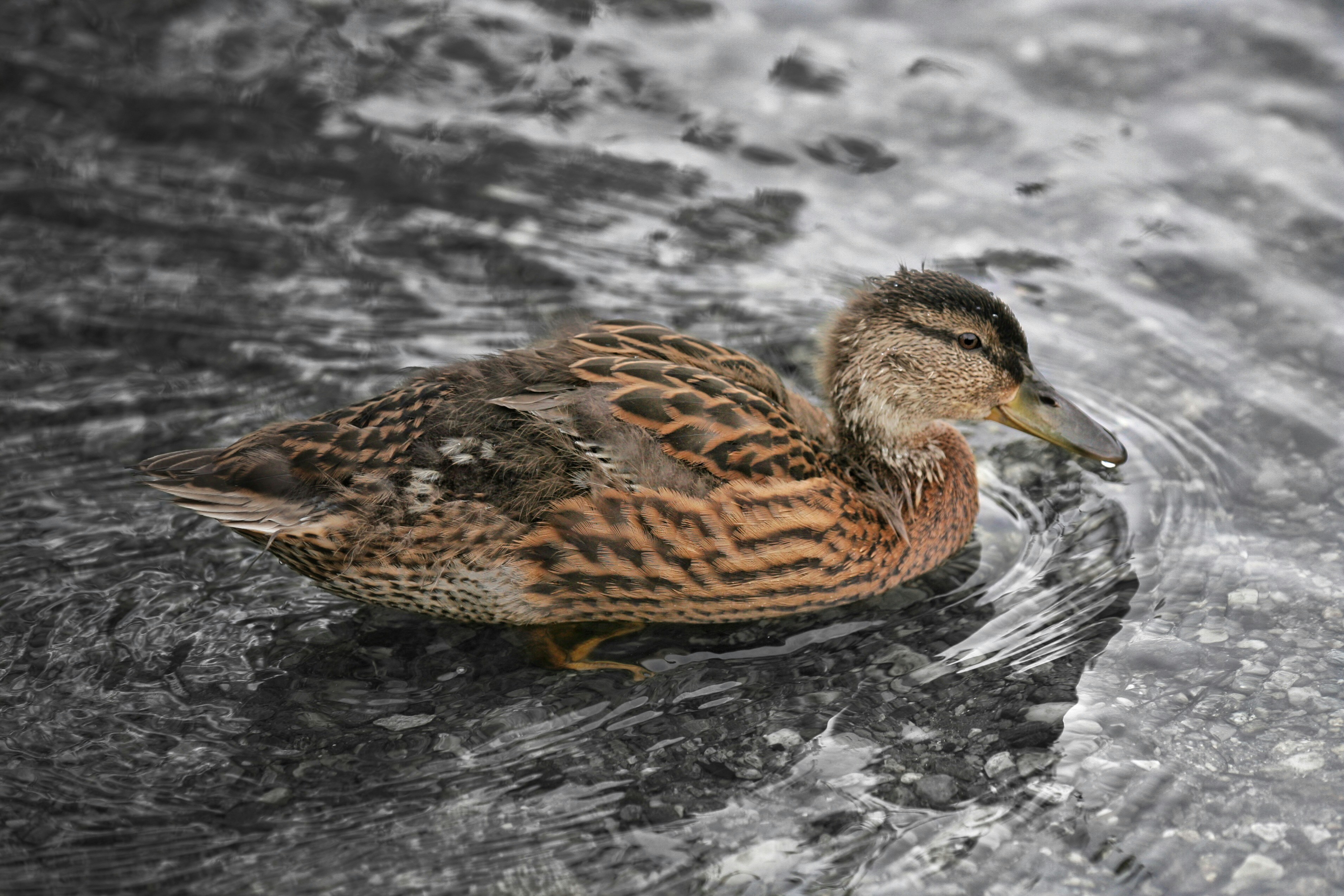 A mallard duck gracefully gliding through calm waters, creating gentle ripples around it.