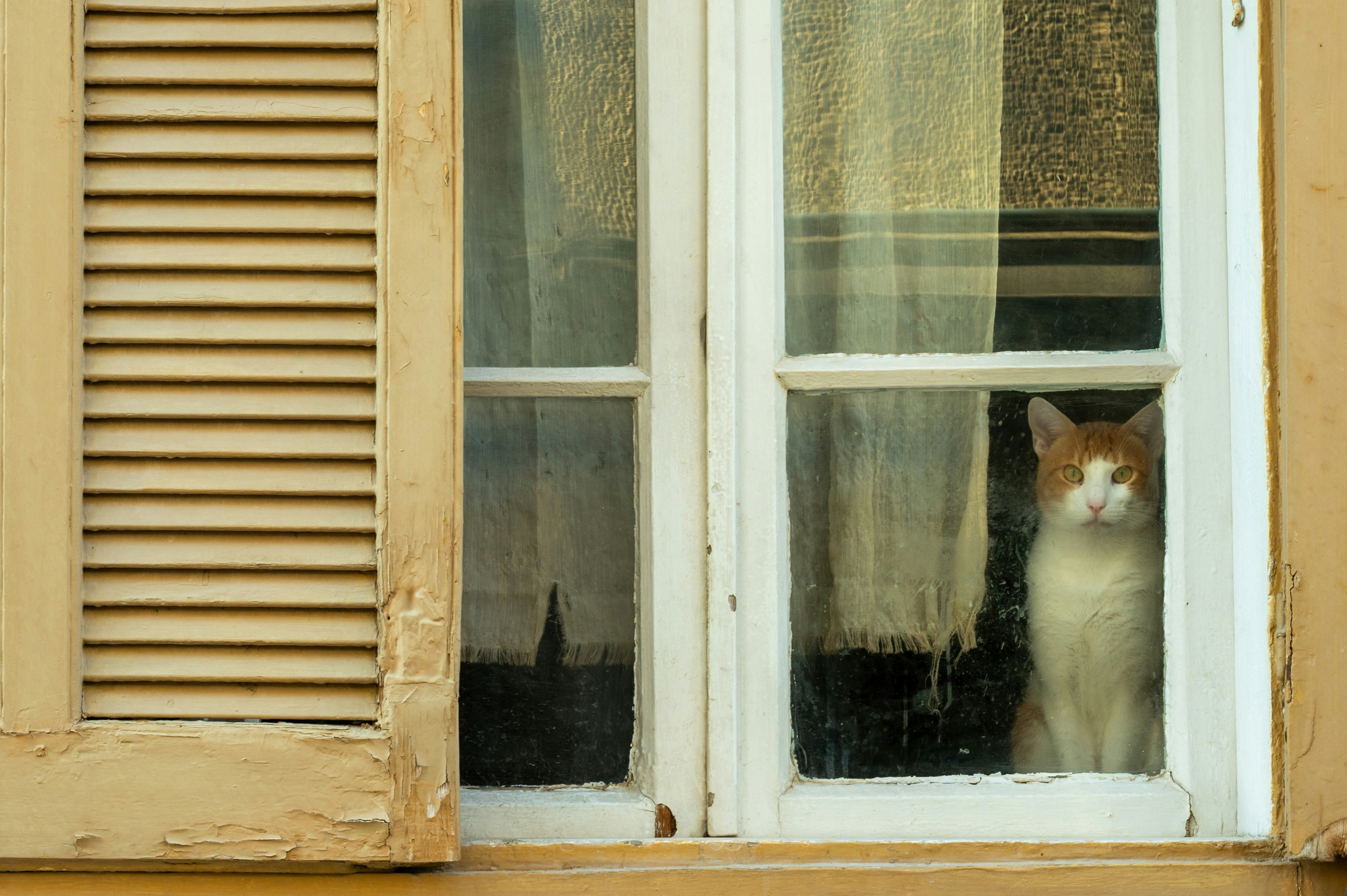 A cat sits quietly behind an old wooden window in Nafplio, Greece. | A cat looks out a window with blinds.