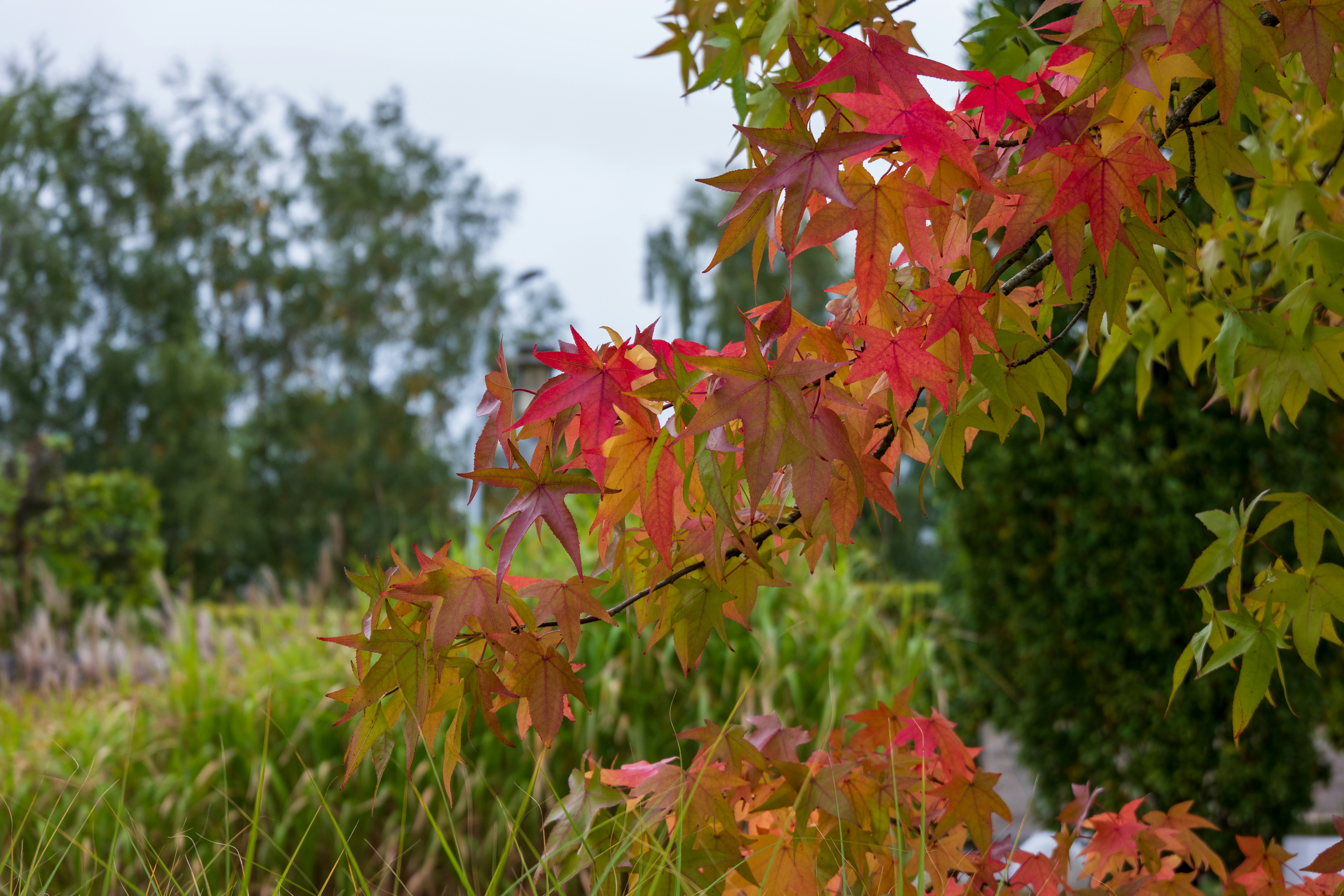 Autumn's Brush: A Tapestry of Color