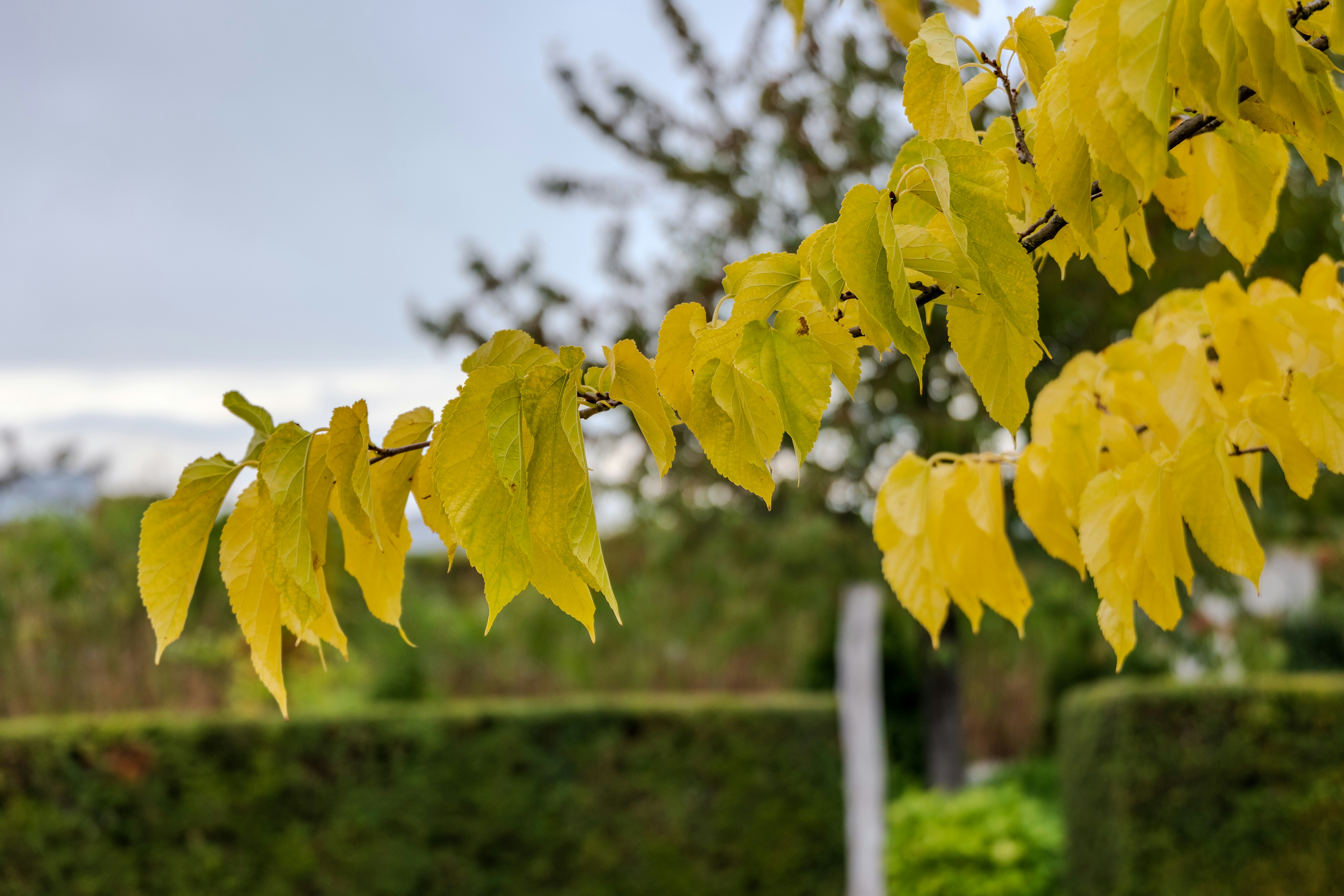 Golden Canopy: A Dance of Autumn Leaves