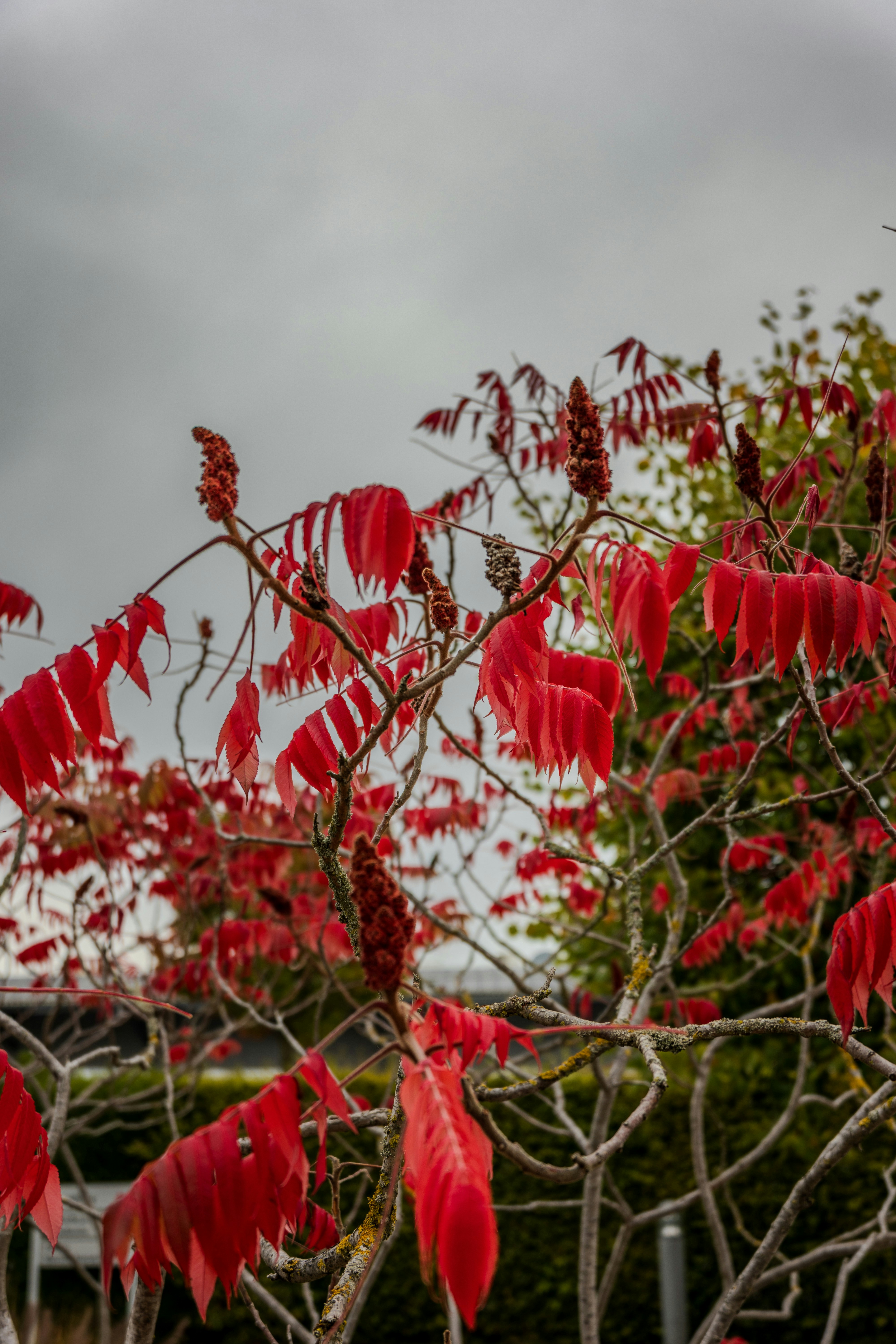 Crimson Whispers of Autumn