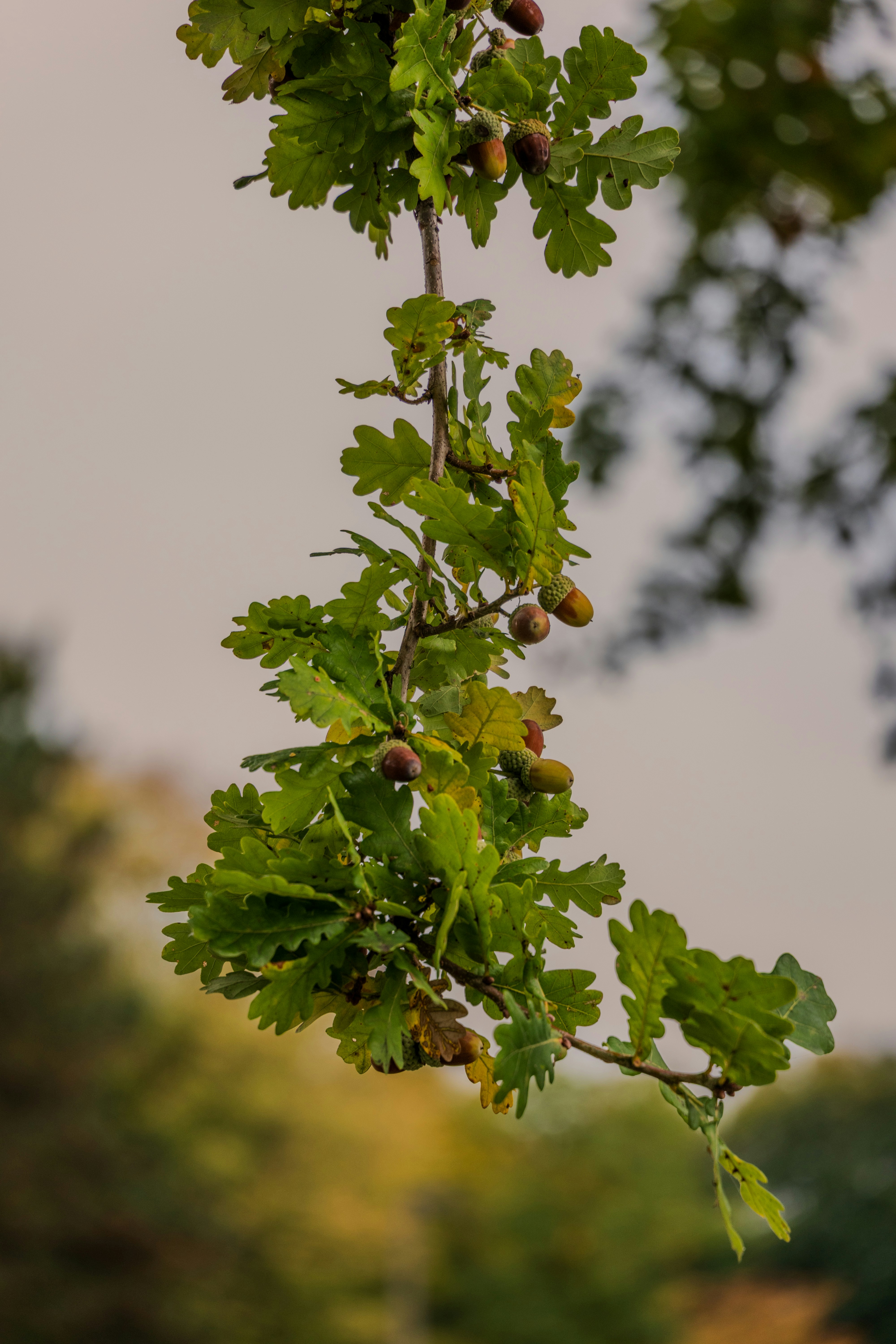 Nature's Pendant: The Oak's Bounty