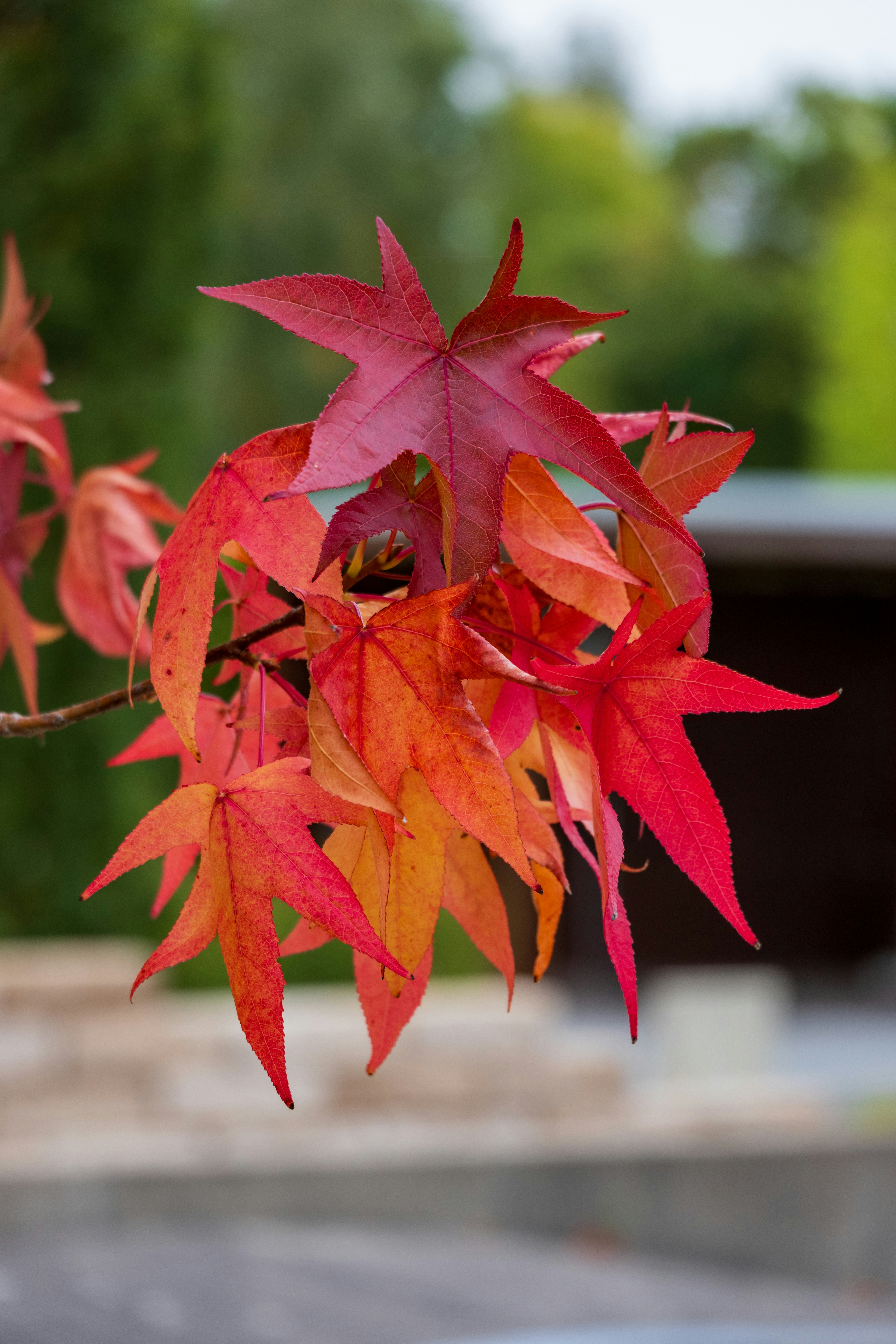 Crimson Star: Close-Up Japanese Maple in Soft Focus