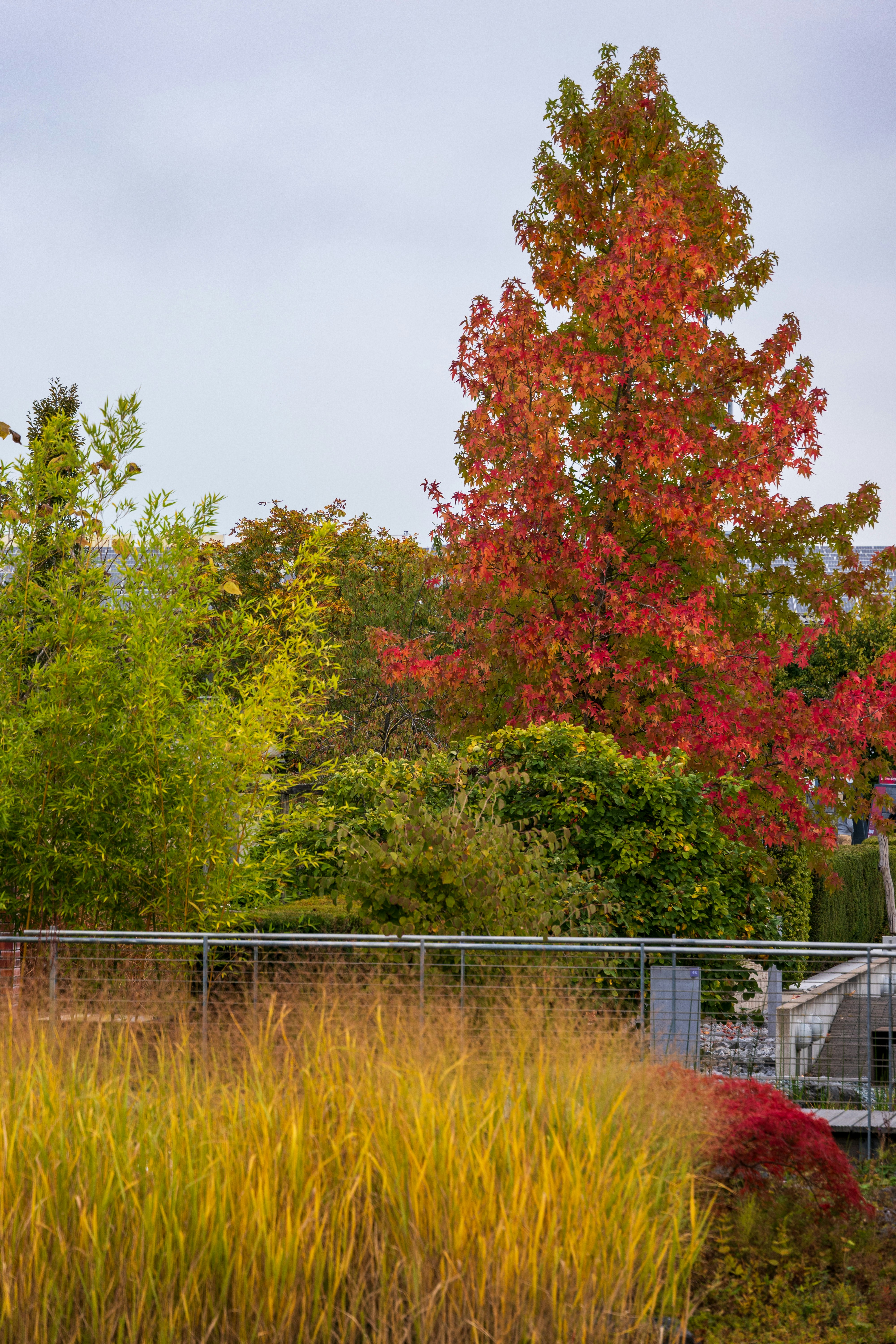 Crimson Sentinel: Autumn Tree Crowned Over a Quiet Fence