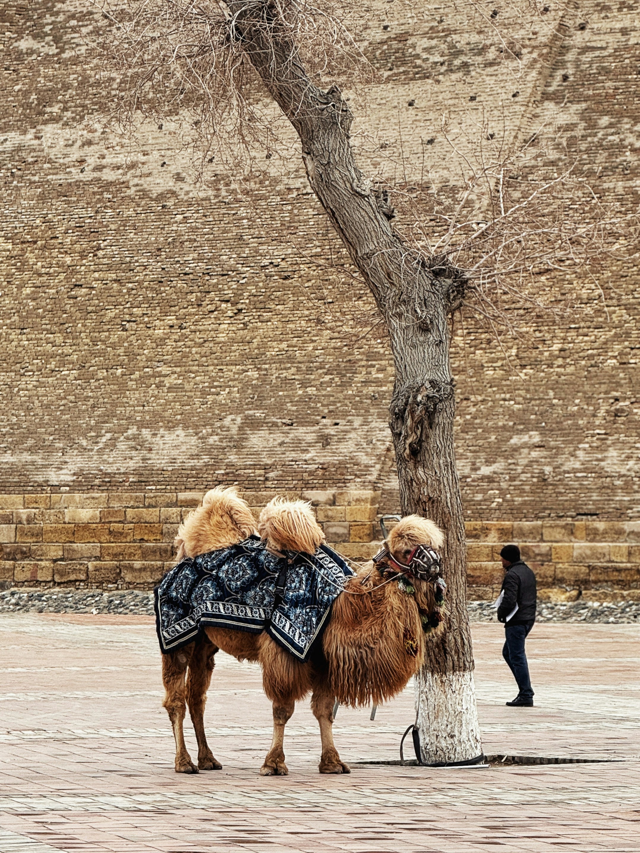 Desert Companions: A Moment of Stillness