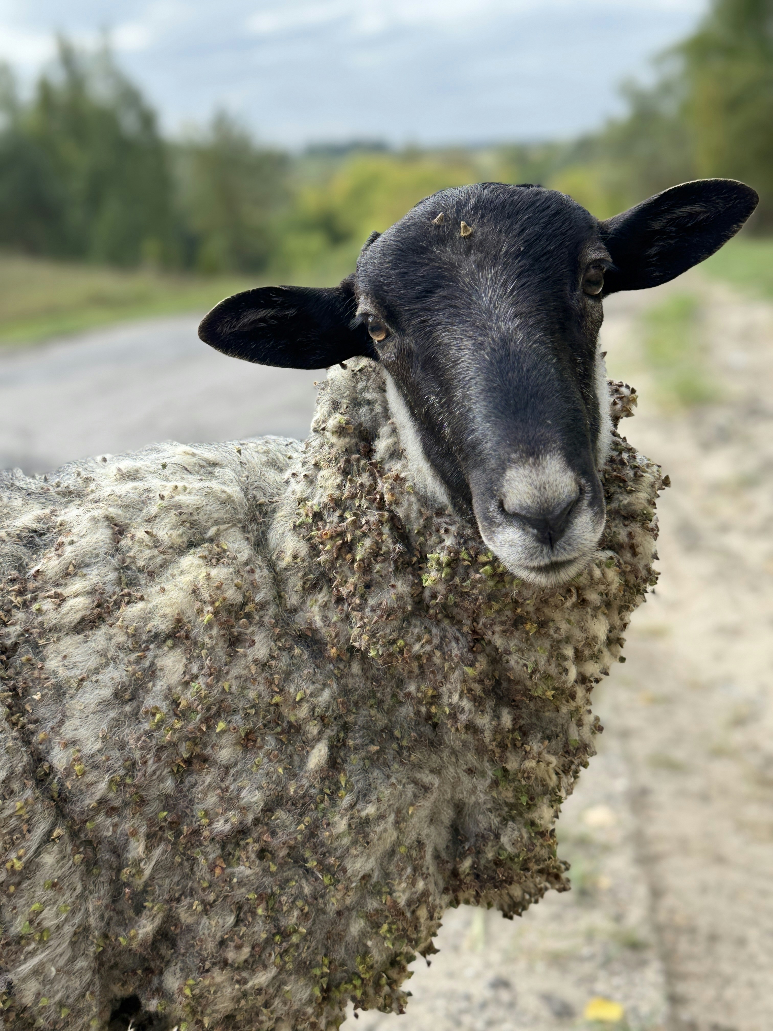 A Woolly Encounter: Nature's Unconventional Fashion Statement