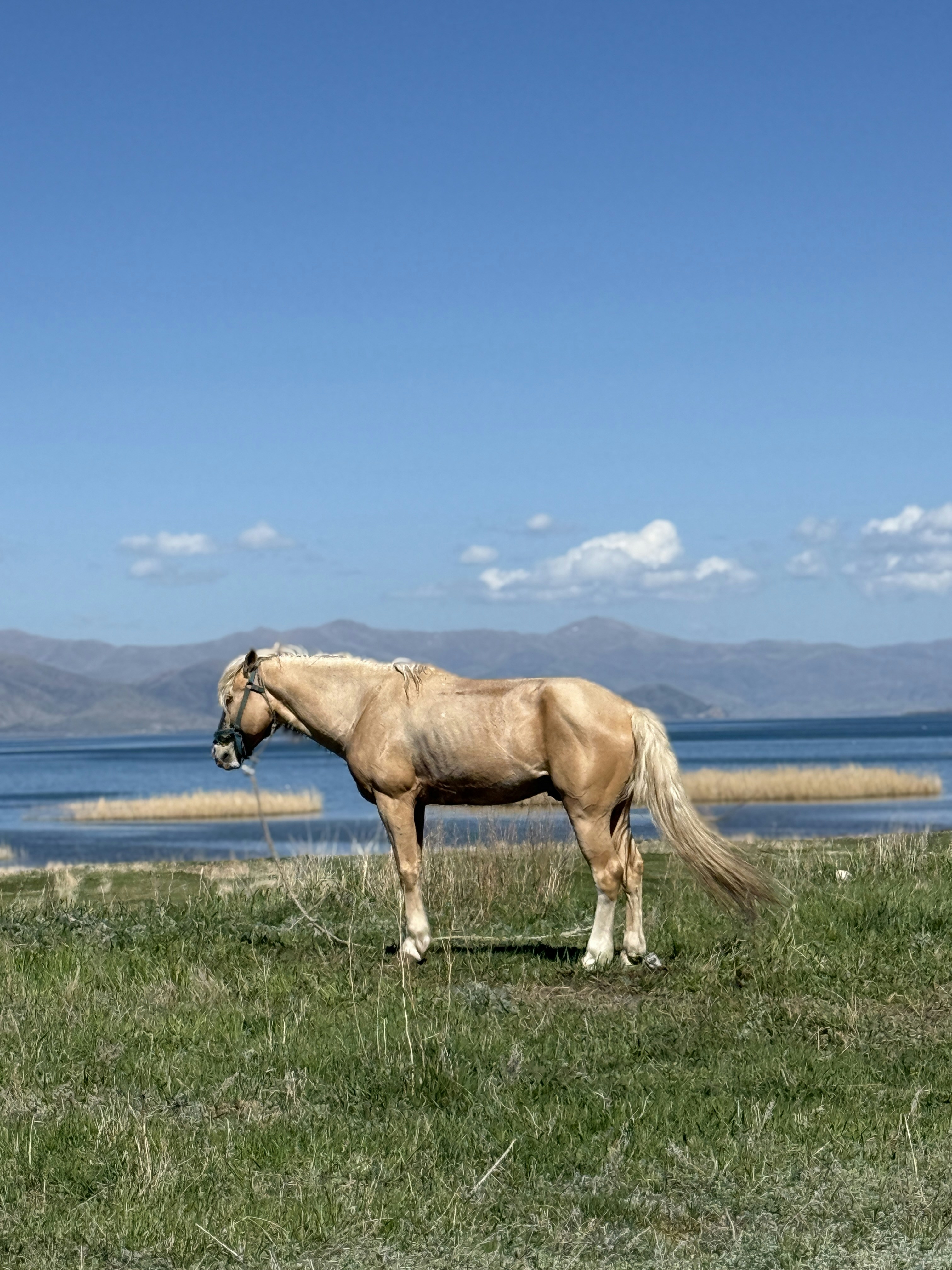 Equine Serenity by the Water's Edge