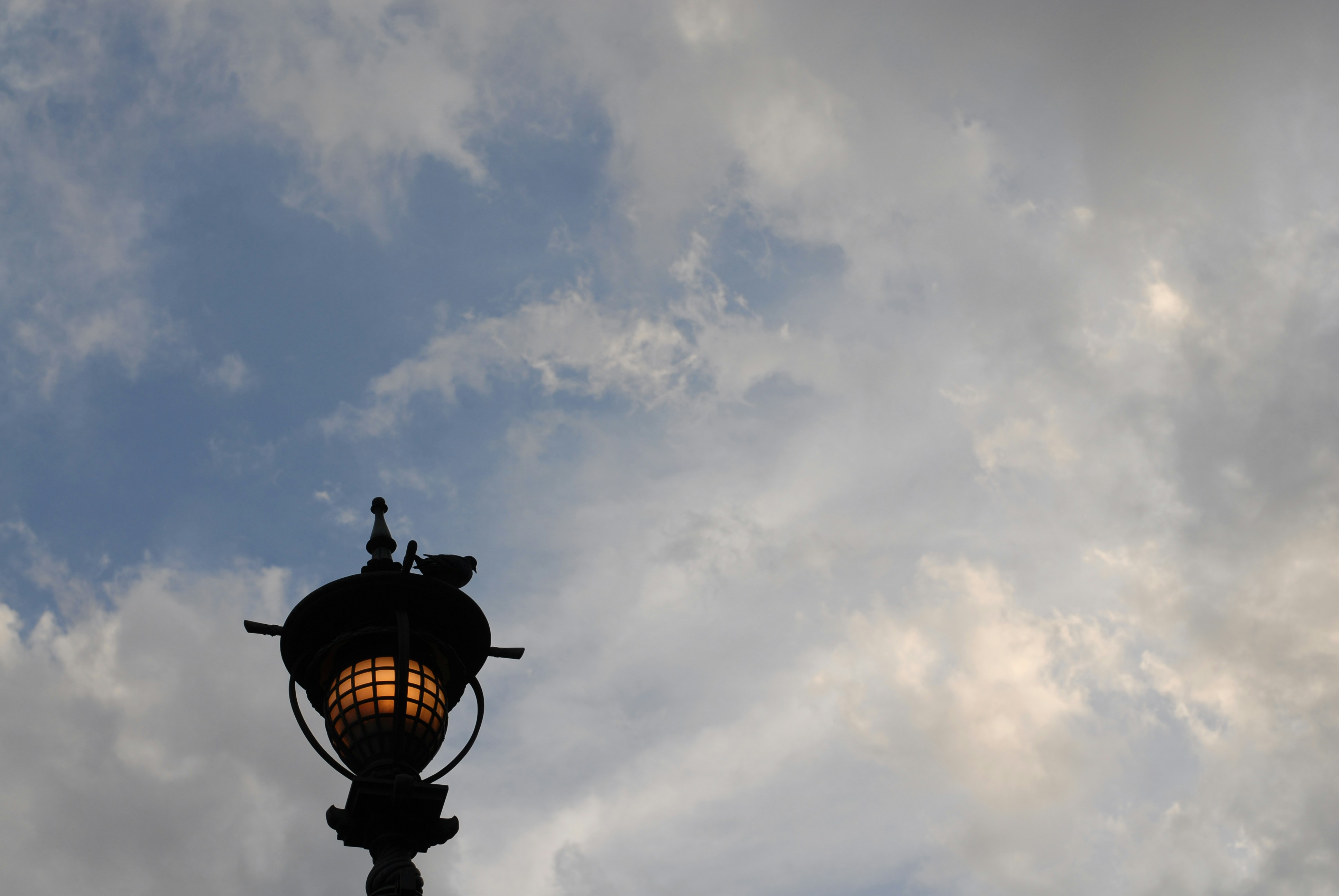 A sad evening with a bird perched on a streetlight | Street lamp silhouetted against a cloudy sky