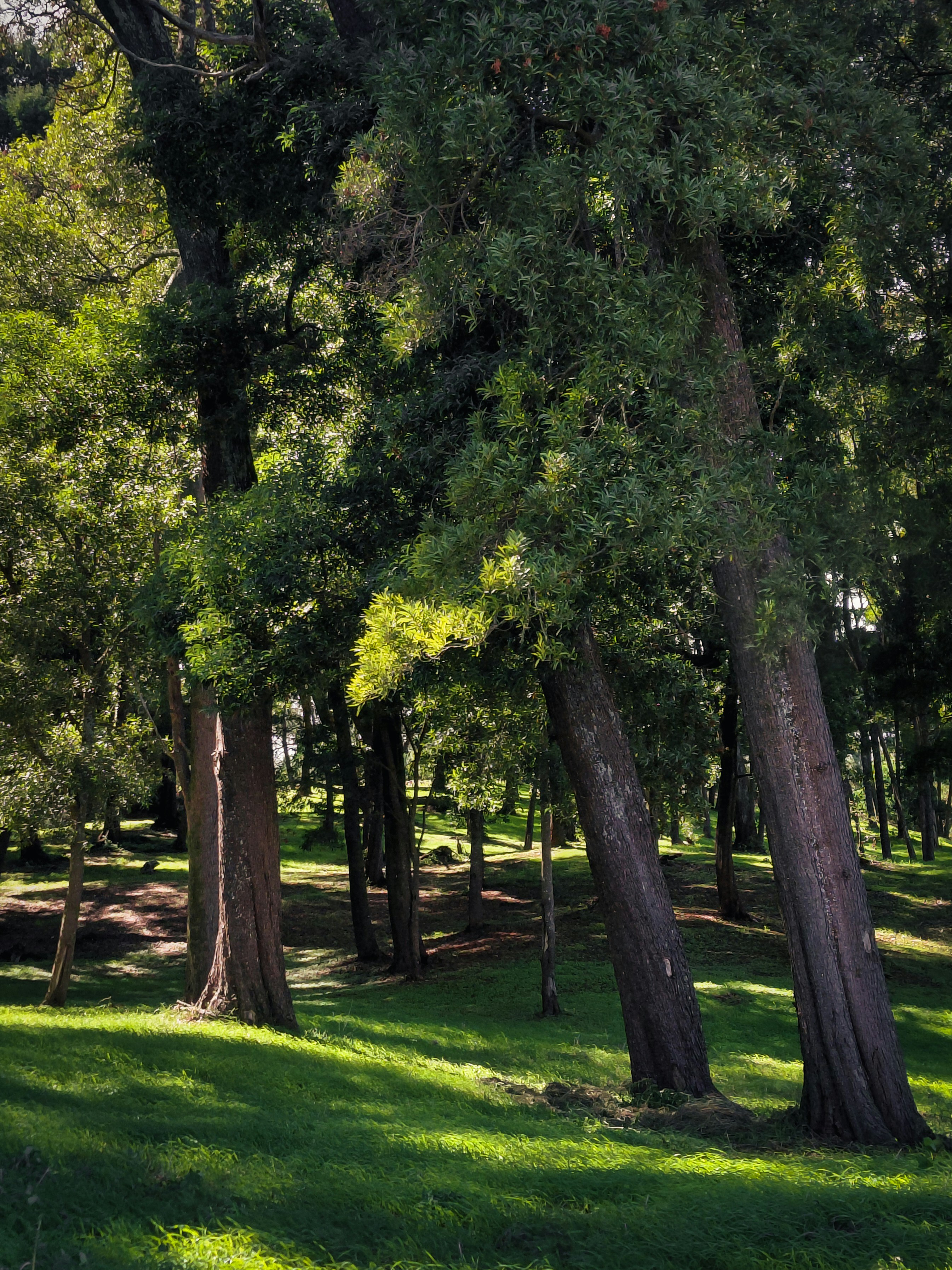 Tall trees casting shadows on a grassy park.