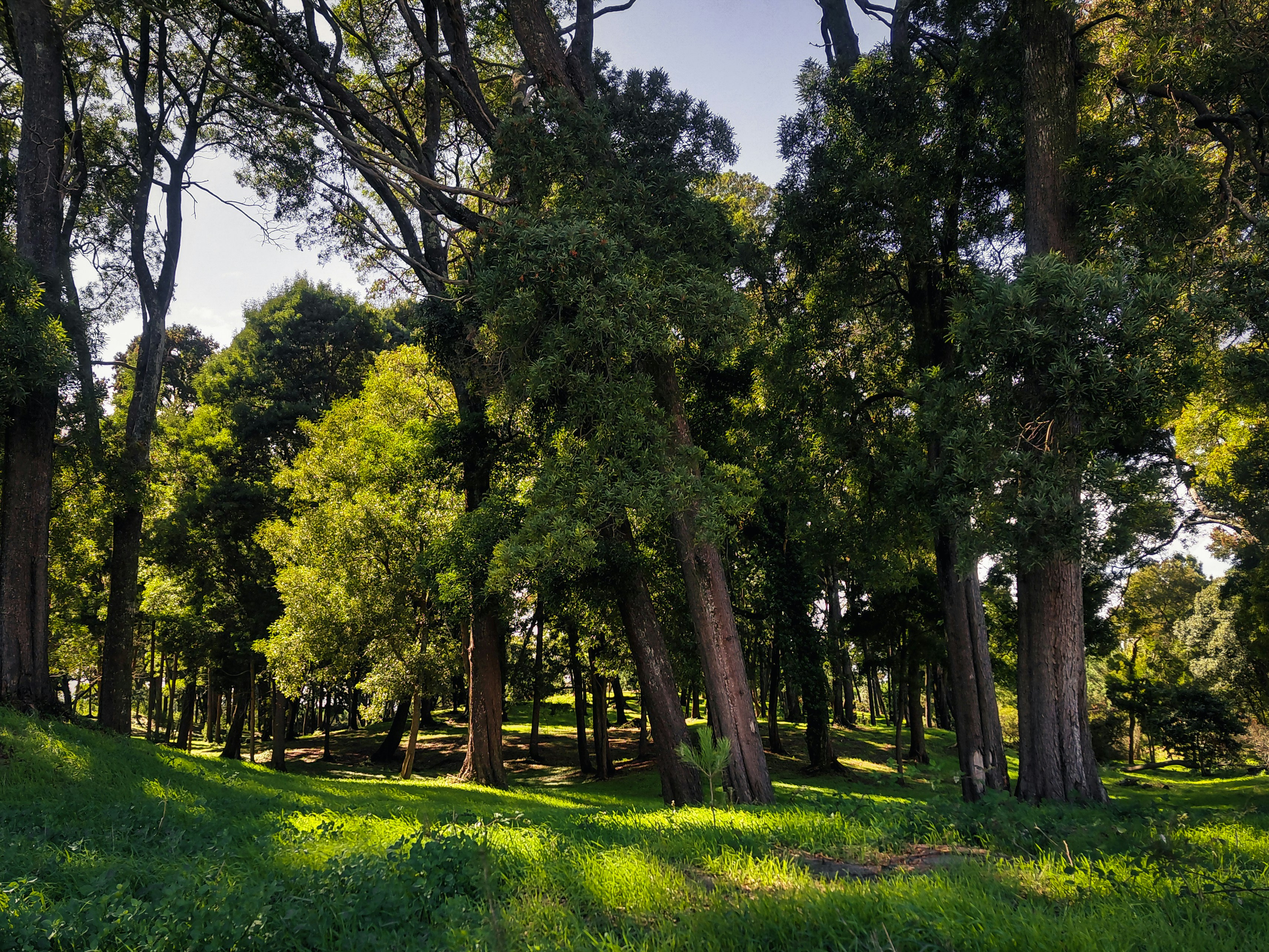 Lush green forest with tall trees casting dappled shadows on the ground, inviting exploration and tranquility.