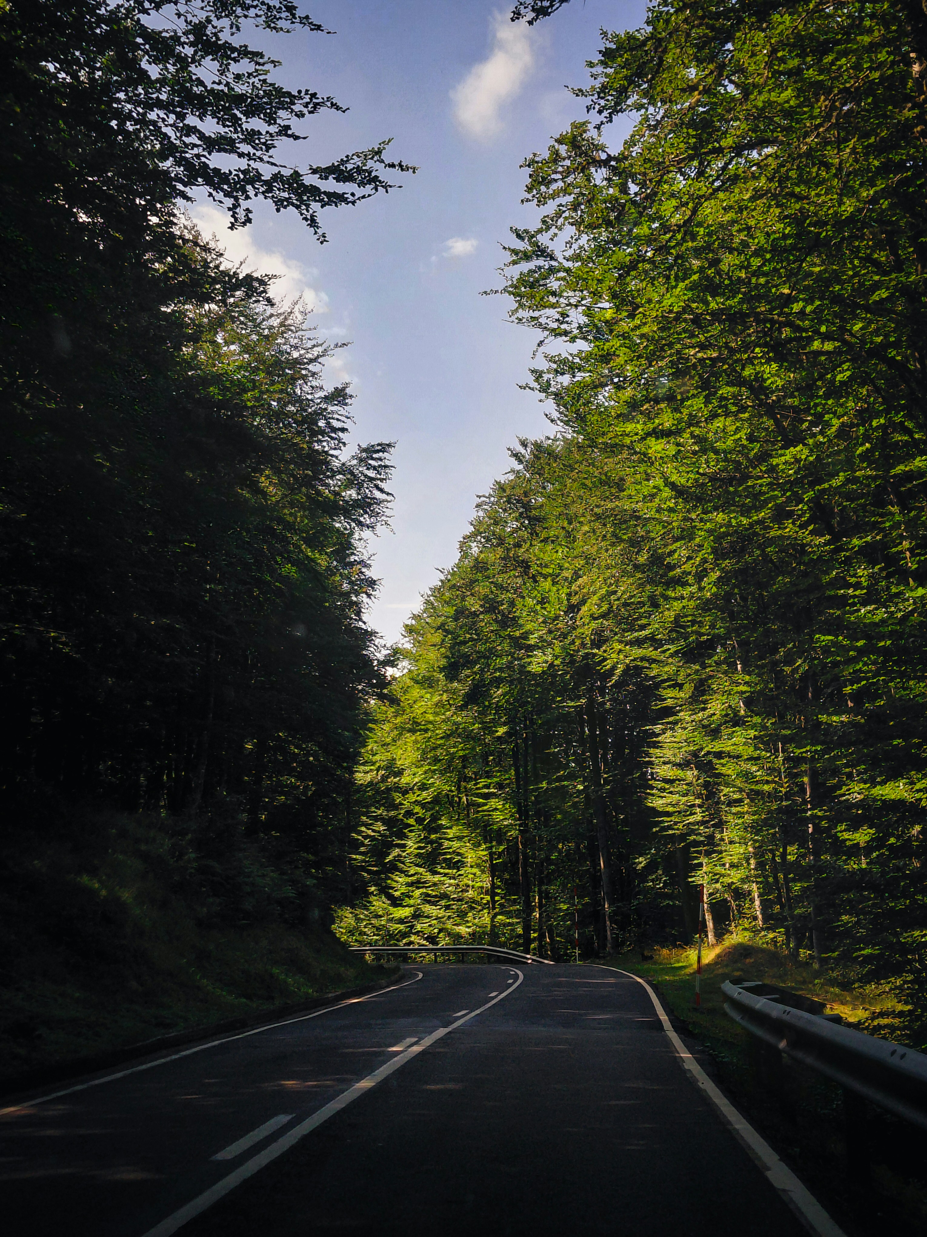 Curved road meandering through a lush green forest under a clear blue sky.