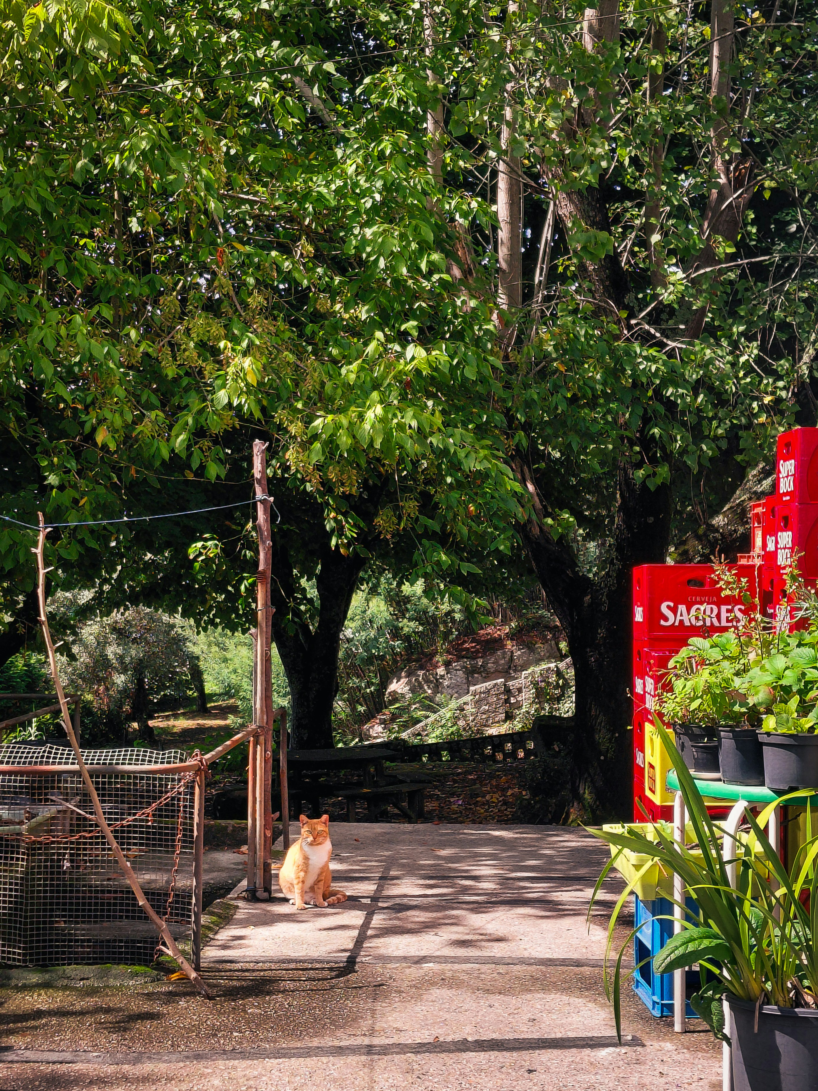 Samsung Galaxy A36 Sample Shots