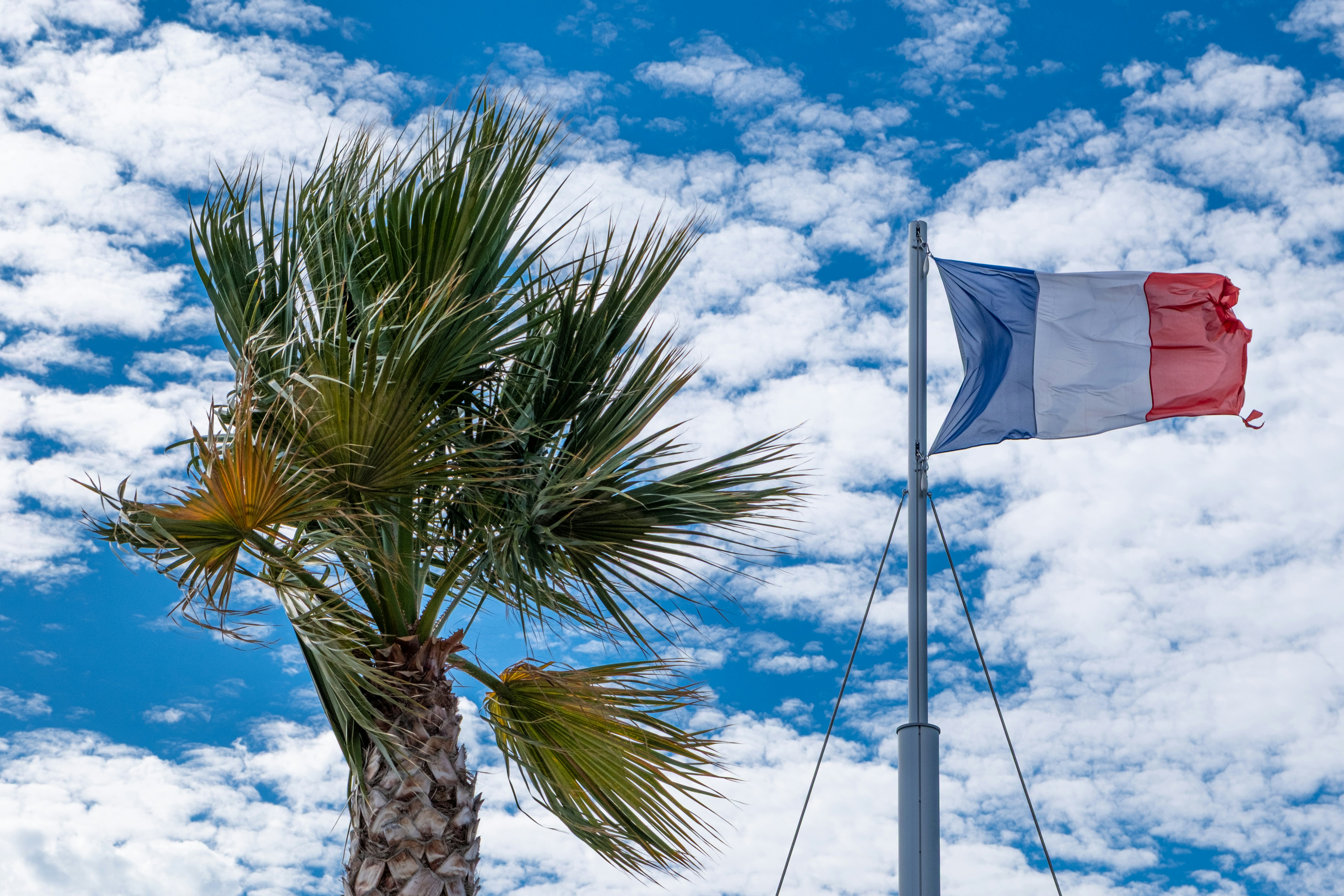 A French national flag flies horizontal in the wind, alongside a palm tree, set against a cloudy, blue sky | French flag waving next to a palm tree
