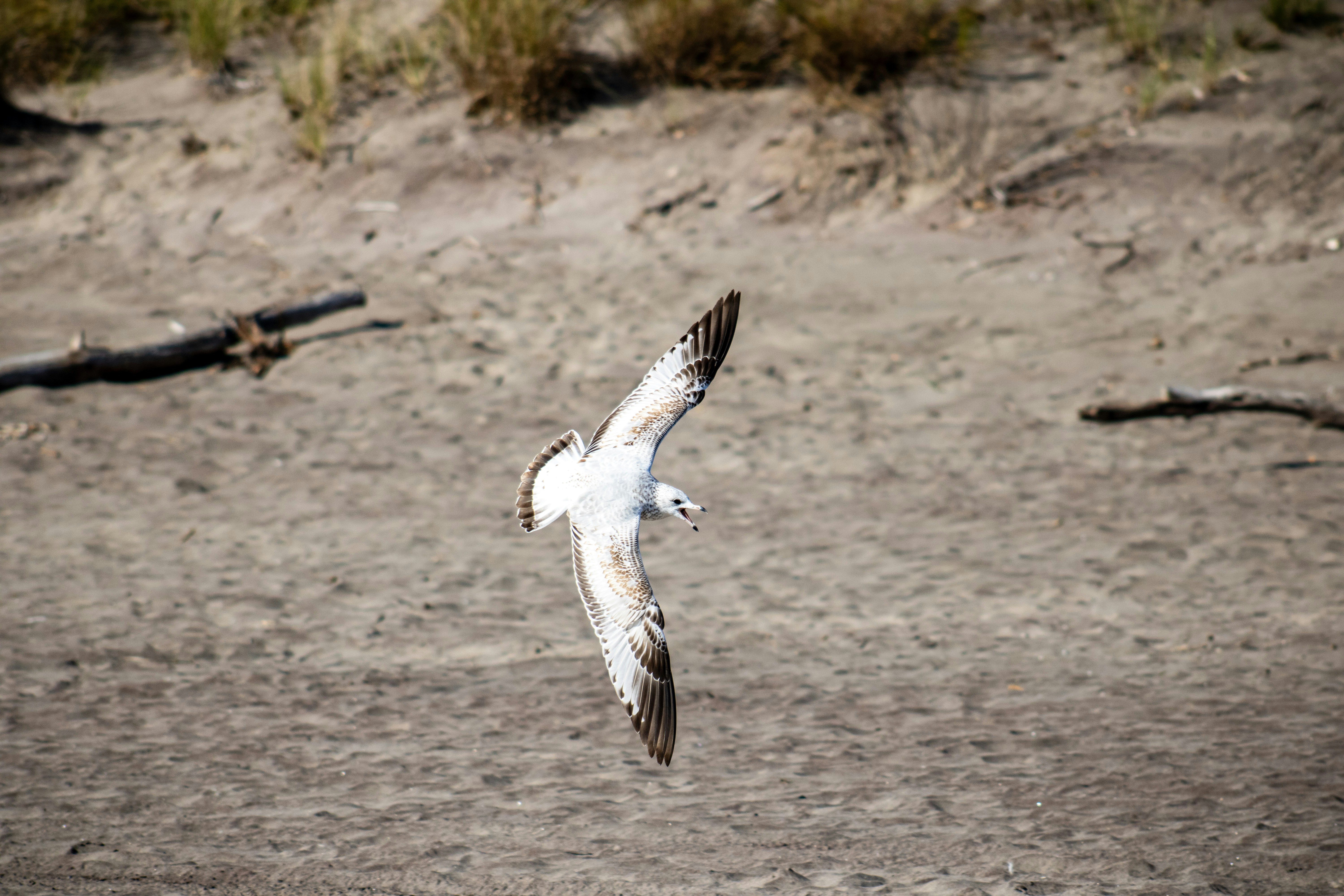 A seagull gliding effortlessly above a sandy beach, showcasing its wings in mid-flight.