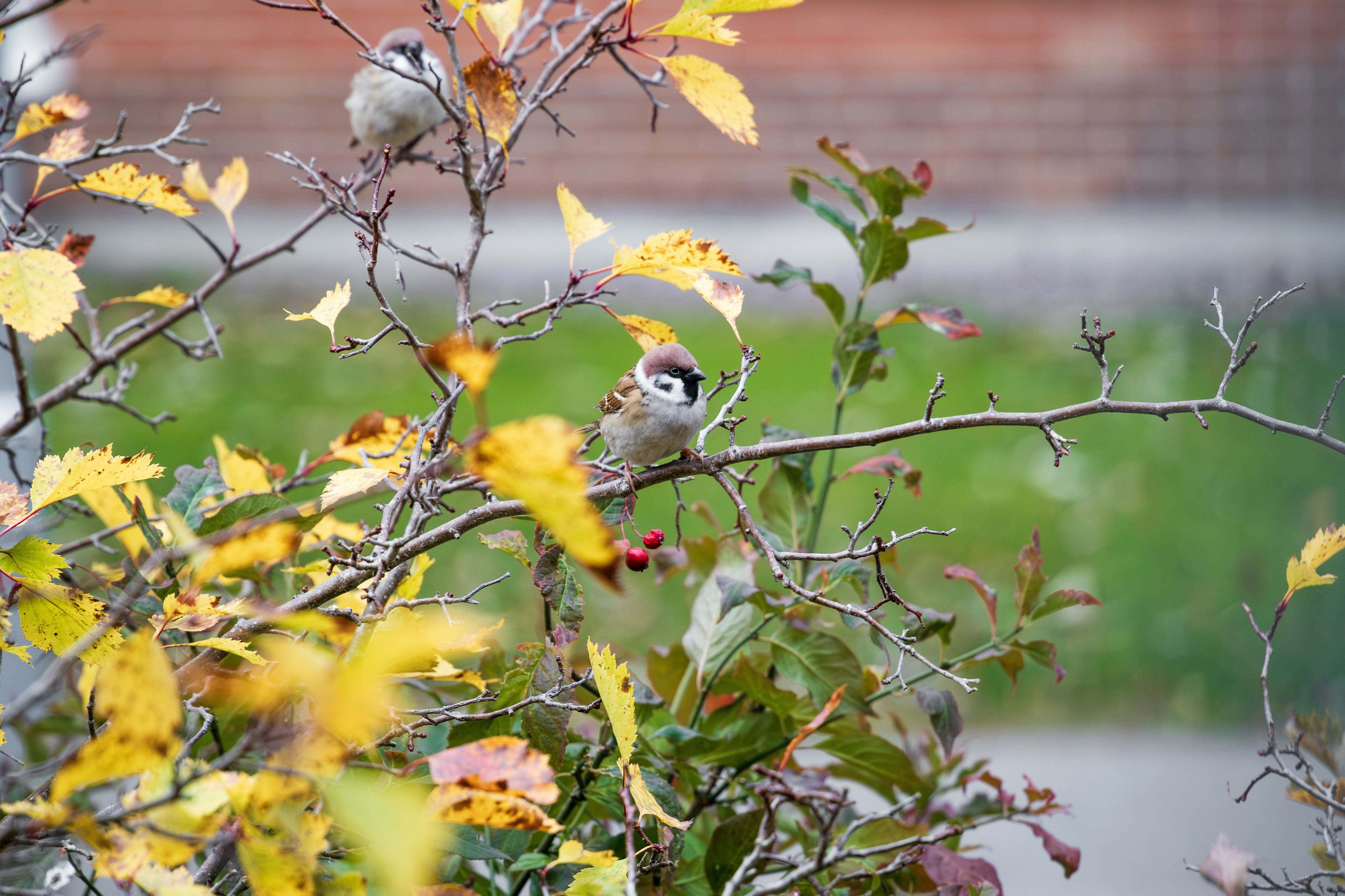 Chickadee on a Twig Amid Amber Leaves