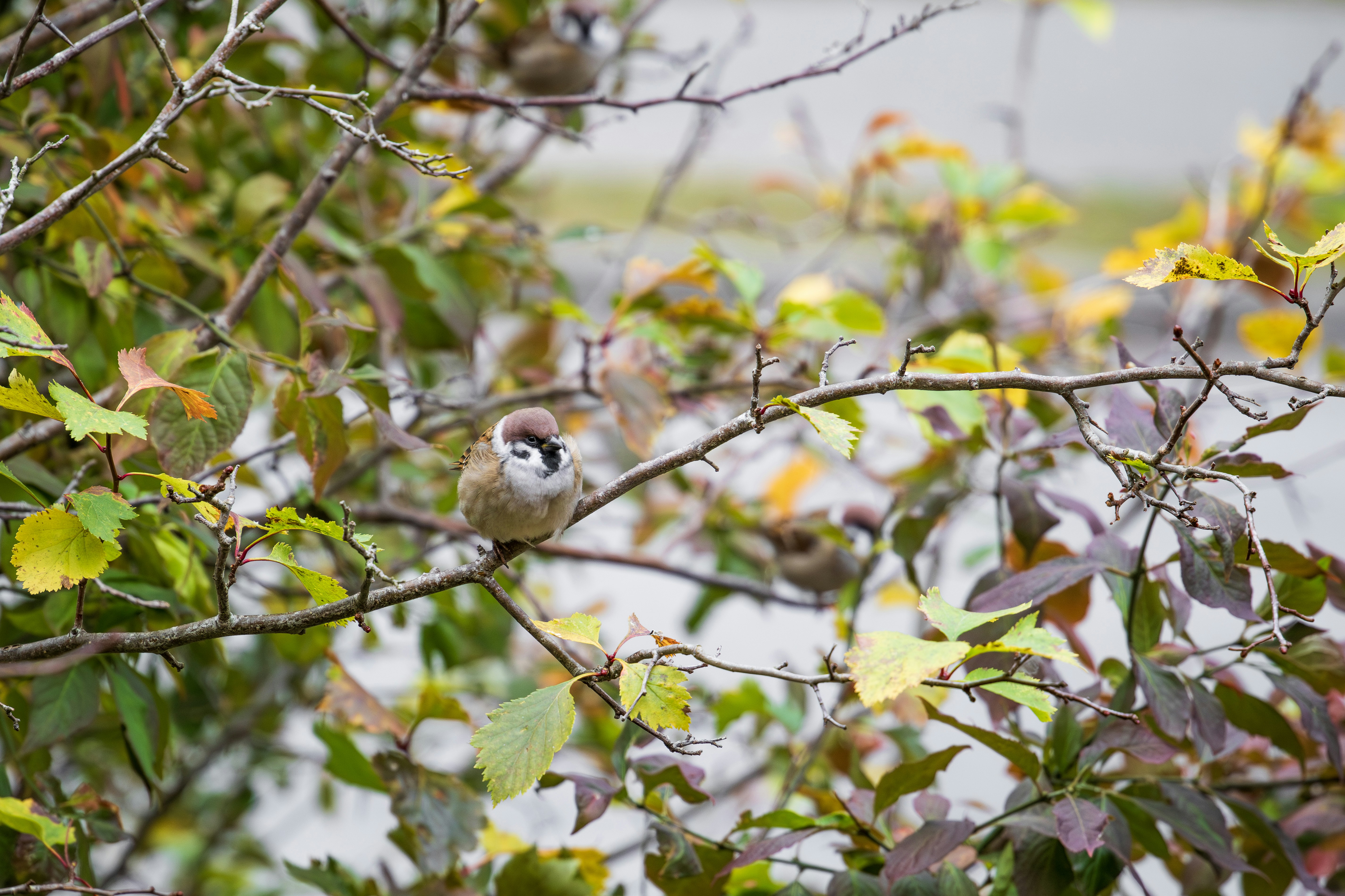 Sparrow perched on a branch amidst autumn leaves.
