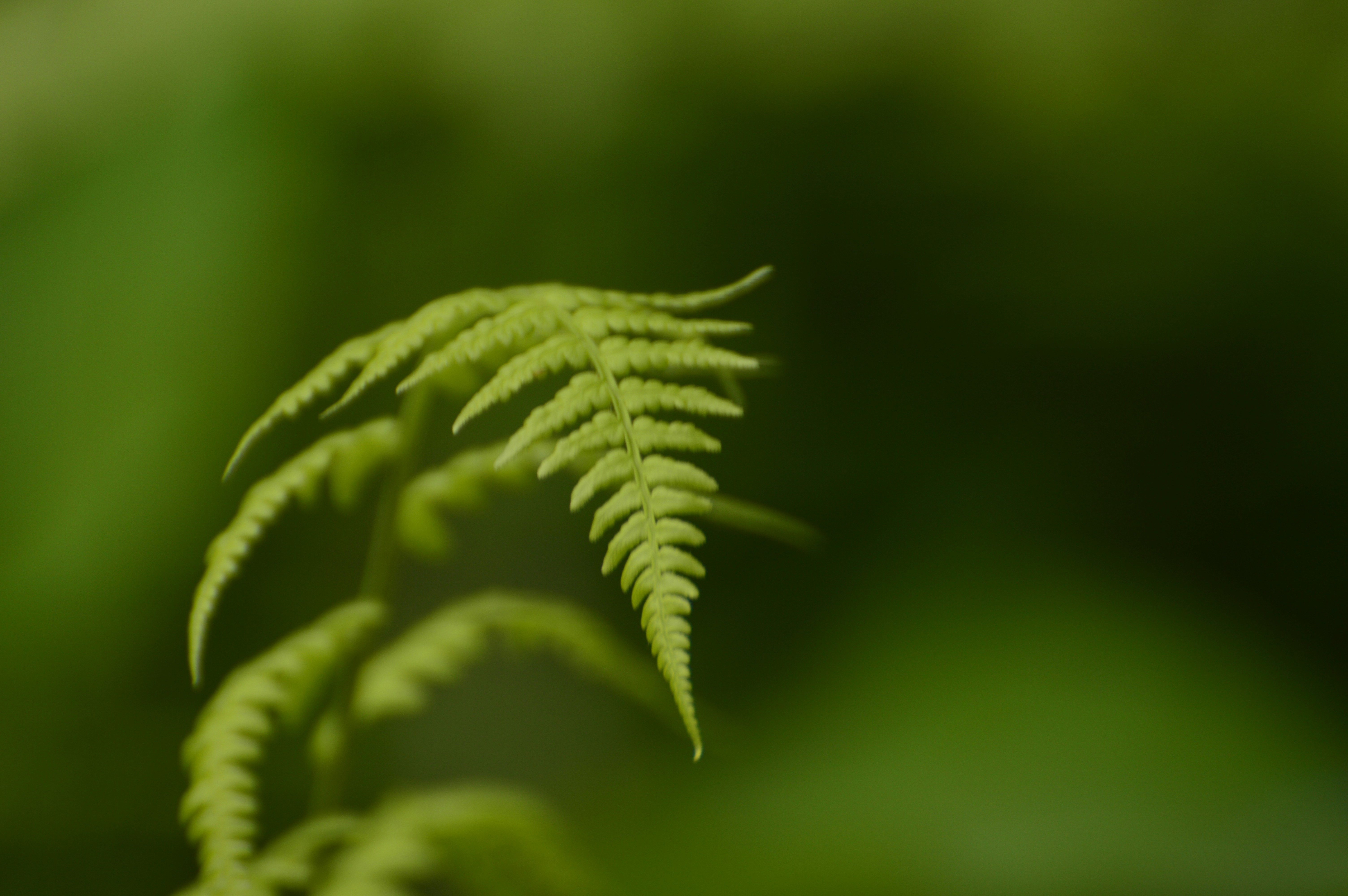 A delicate green fern frond unfurls against a blurred background.