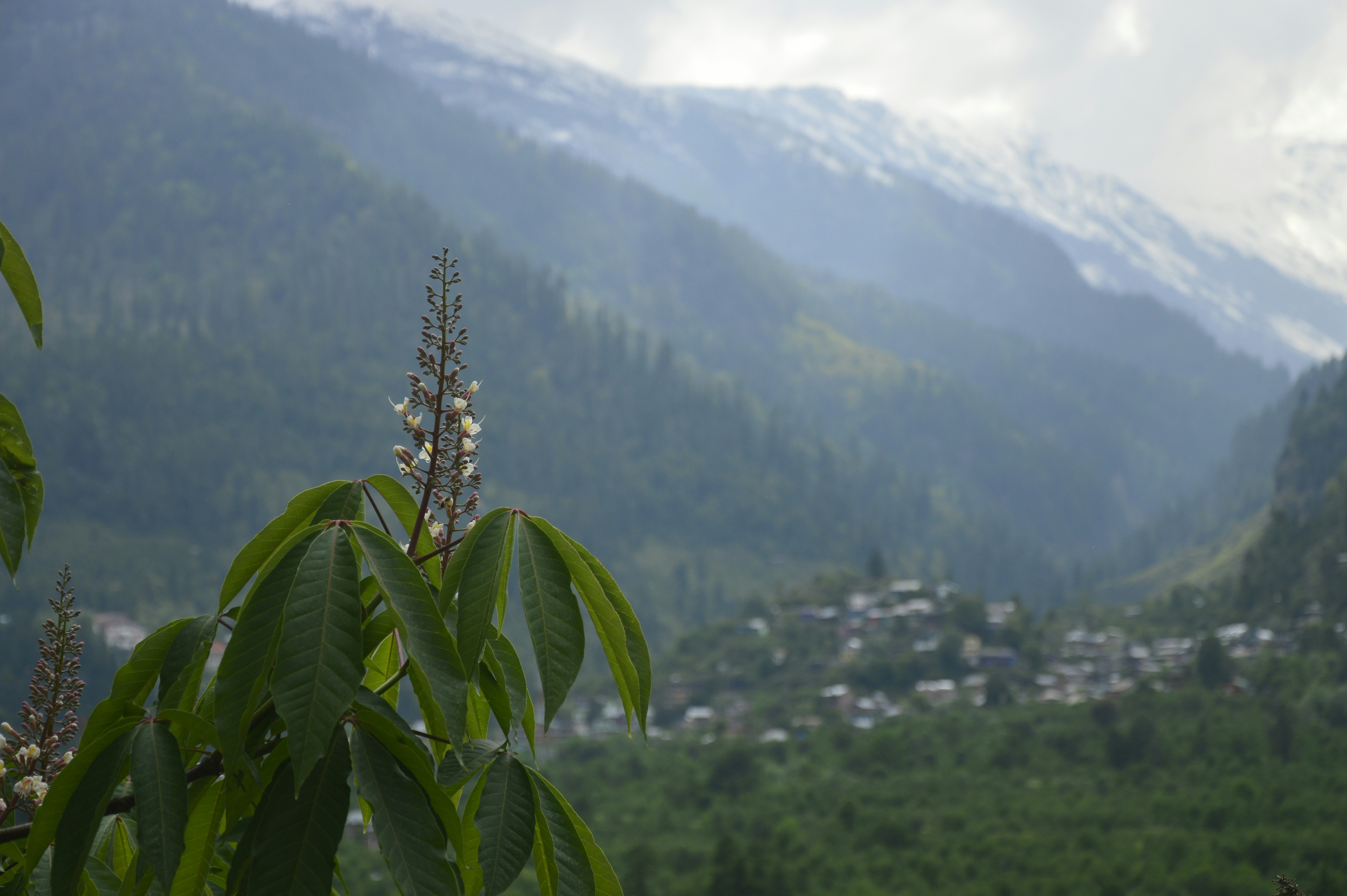 Delicate flowers bloom in the foreground against a backdrop of lush mountains and a quaint village nestled in the valley. The scene captures the serene beauty of nature's harmony.