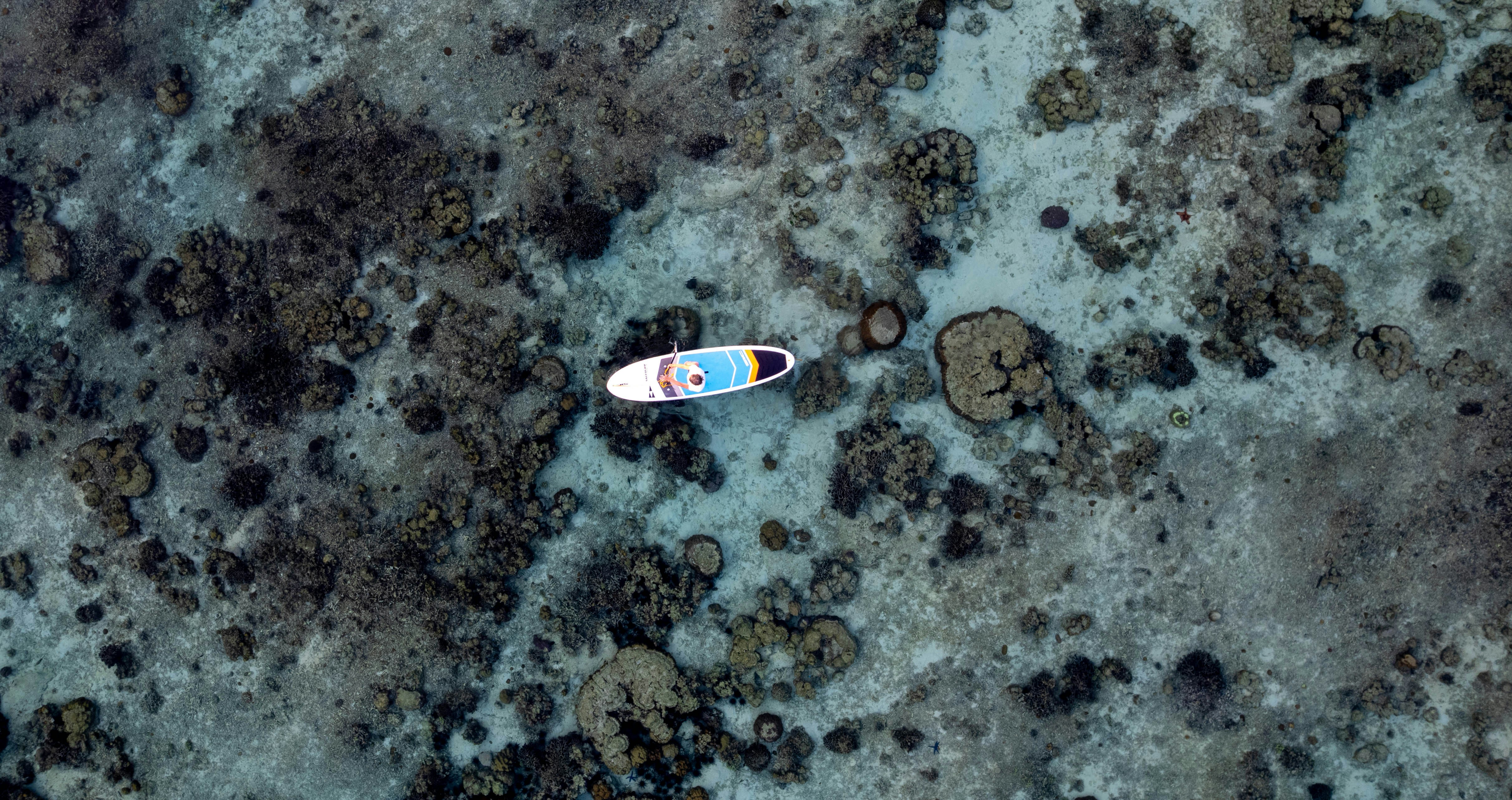 Solitude on the Coral Canvas