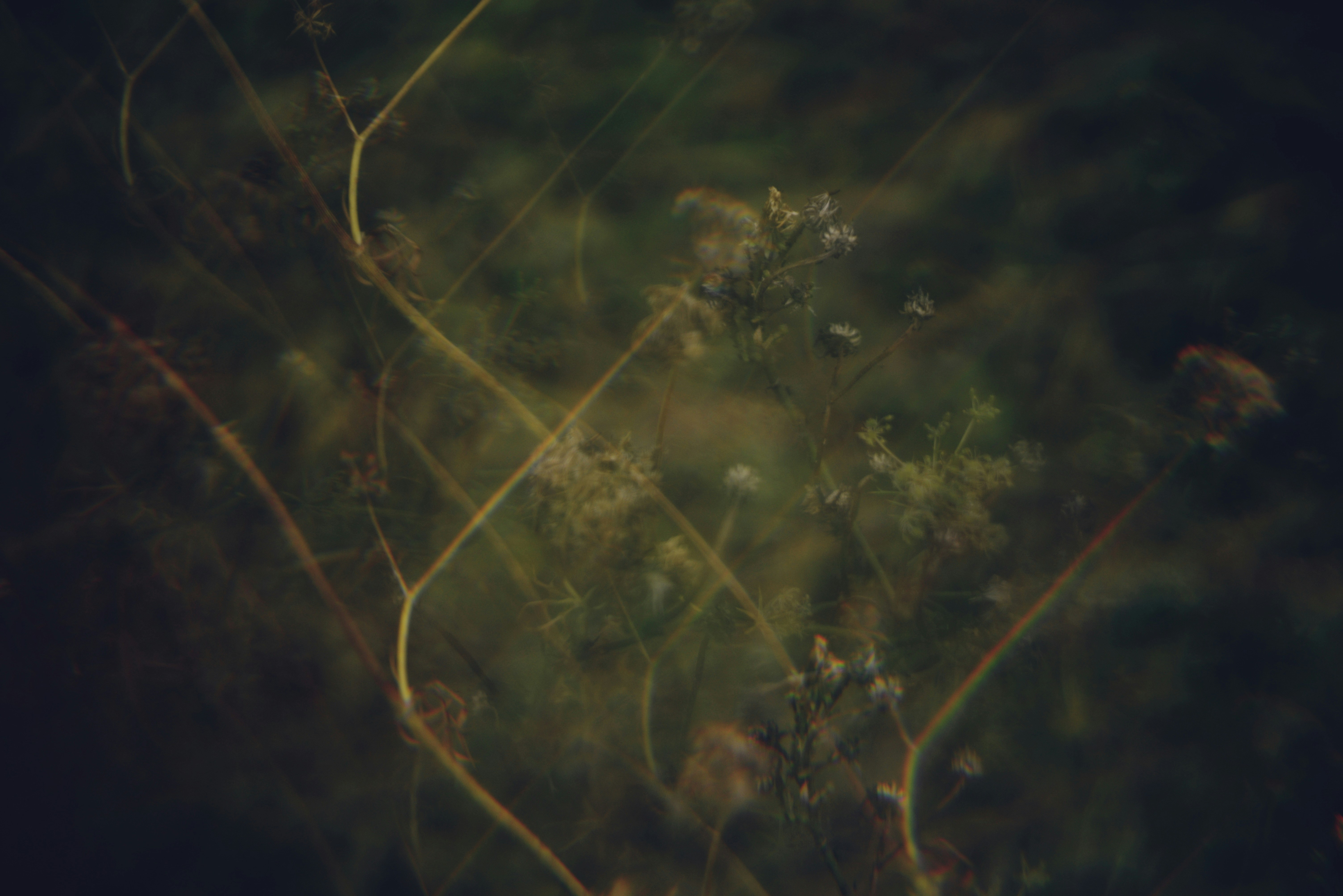 Whispers of Nature's Palette