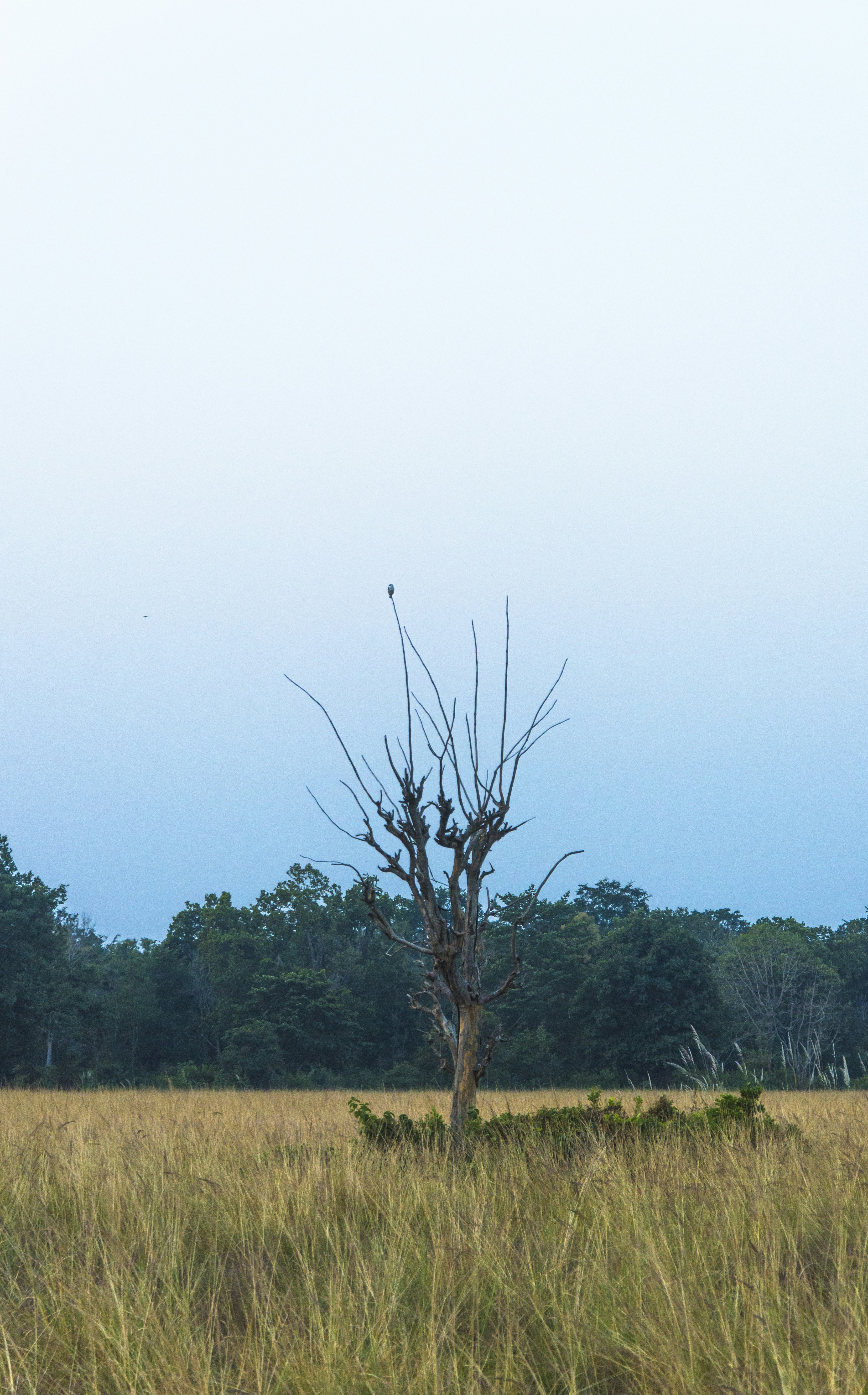 Bare tree in a field with distant forest
