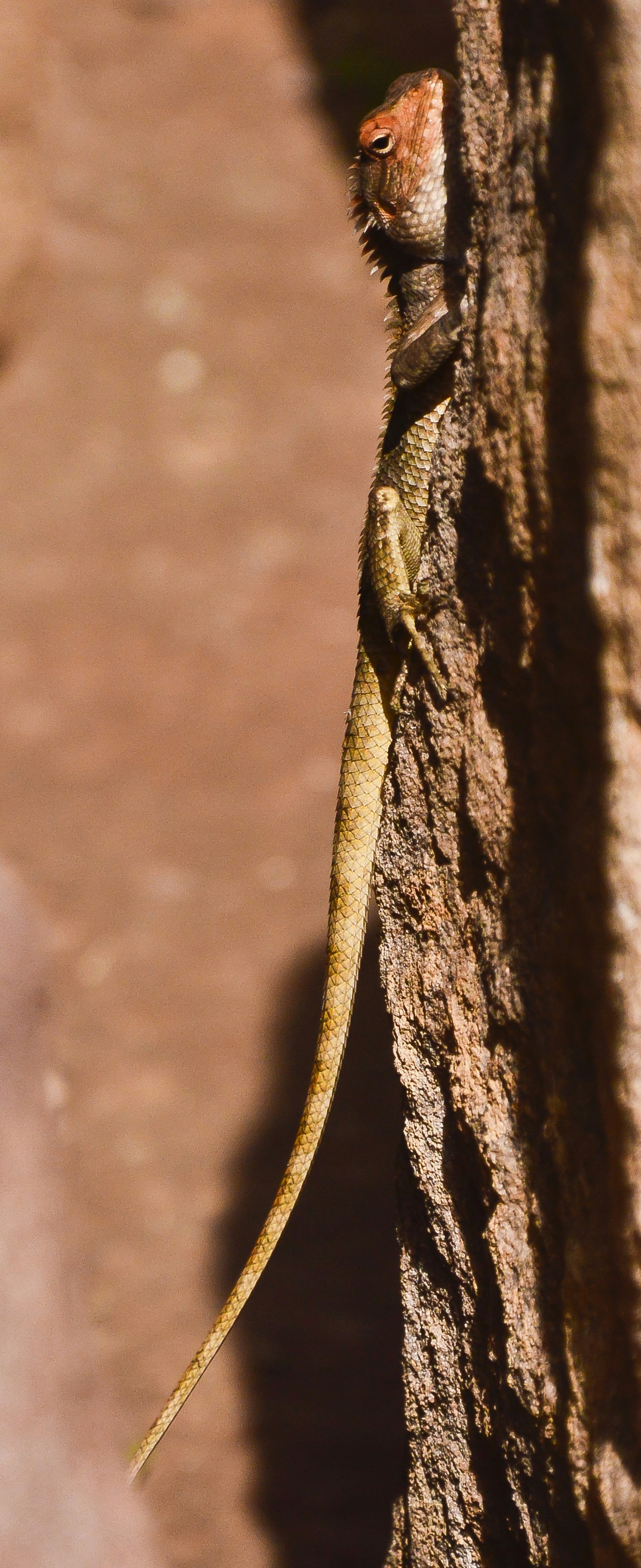 A lizard climbs a textured tree trunk.