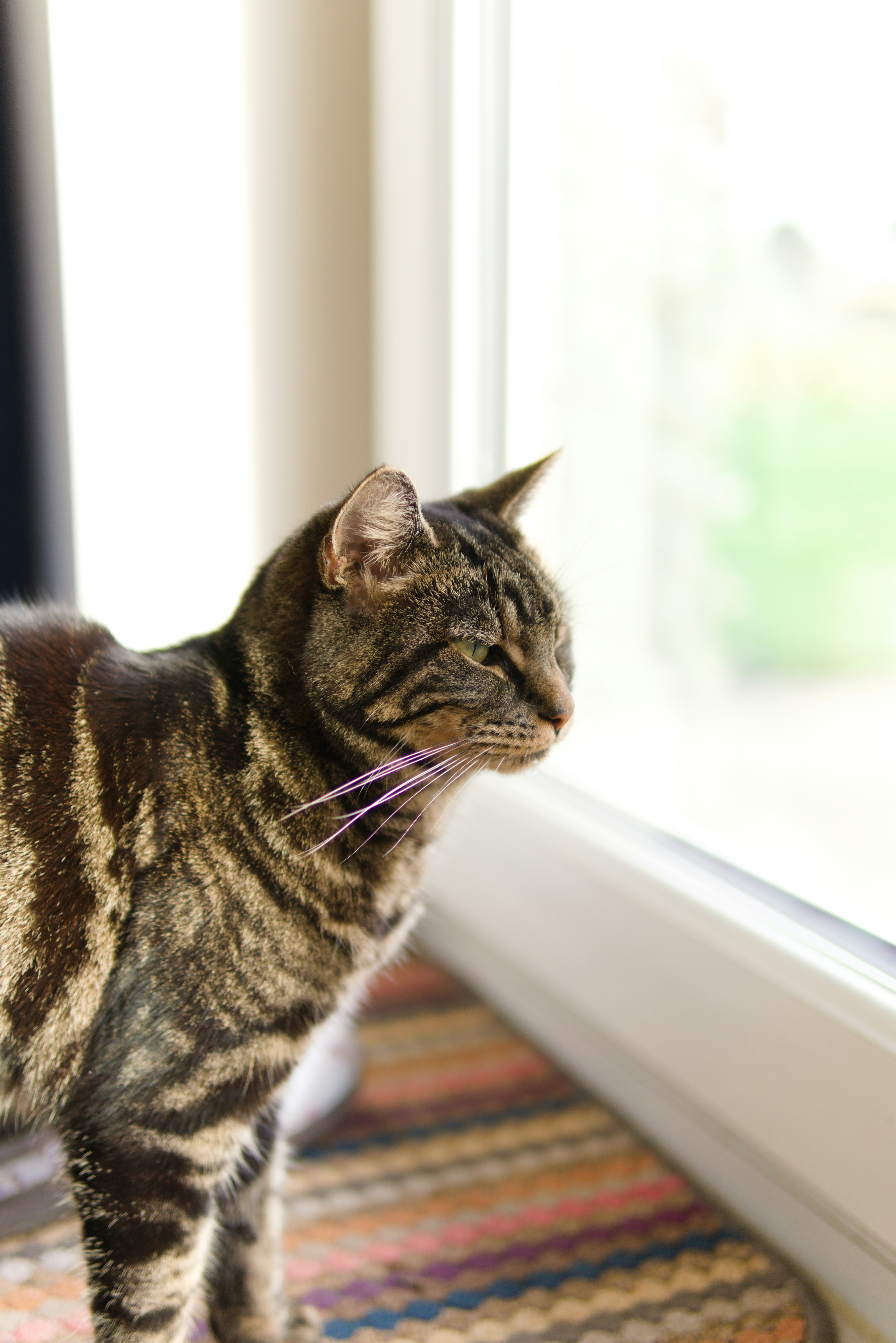 Whiskered Watcher by the Window