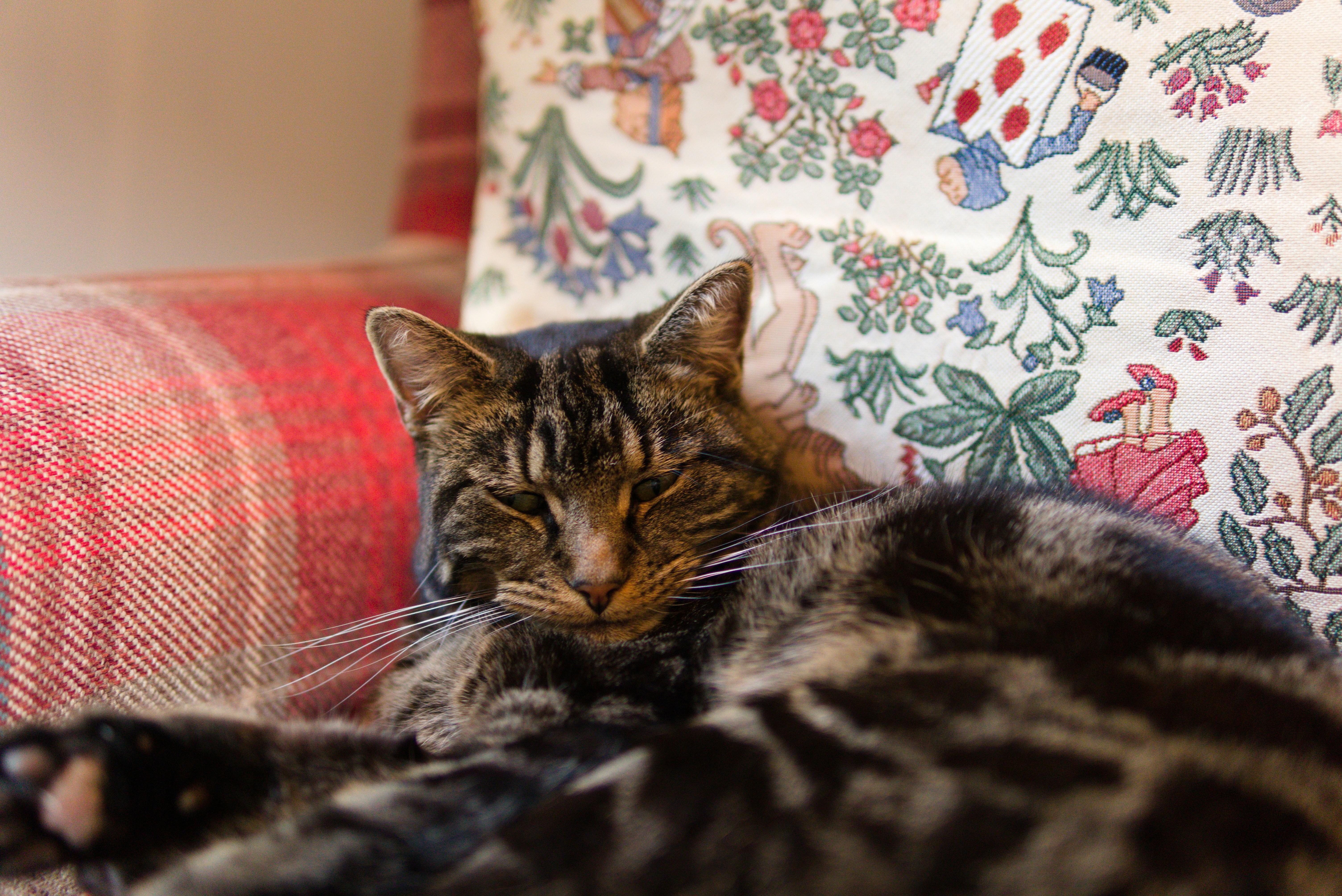 Tabby cat | A tabby cat sleeps on a patterned sofa.
