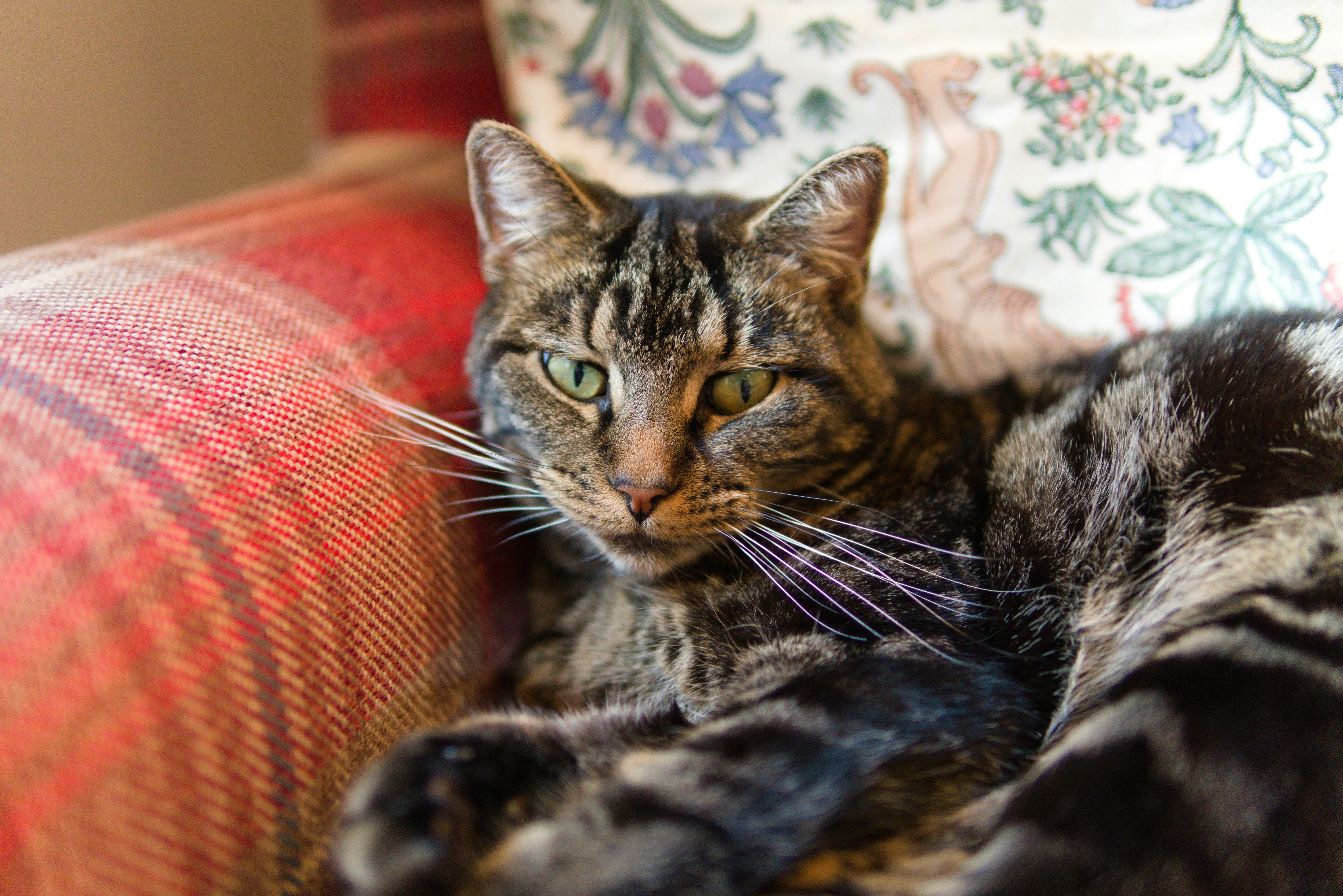 Tabby Cat | A tabby cat rests on a patterned couch.