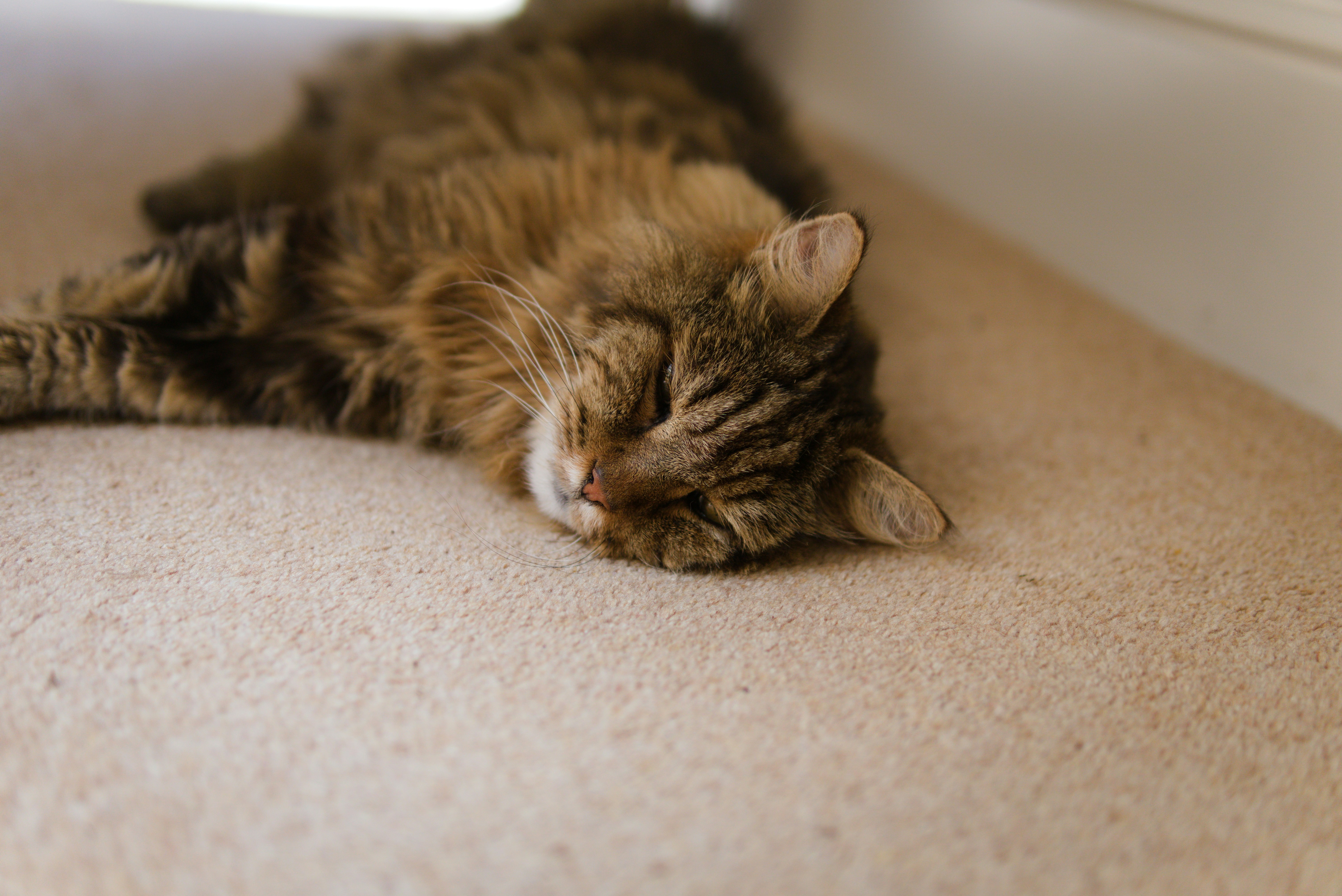 Serene Slumber: A Feline Retreat