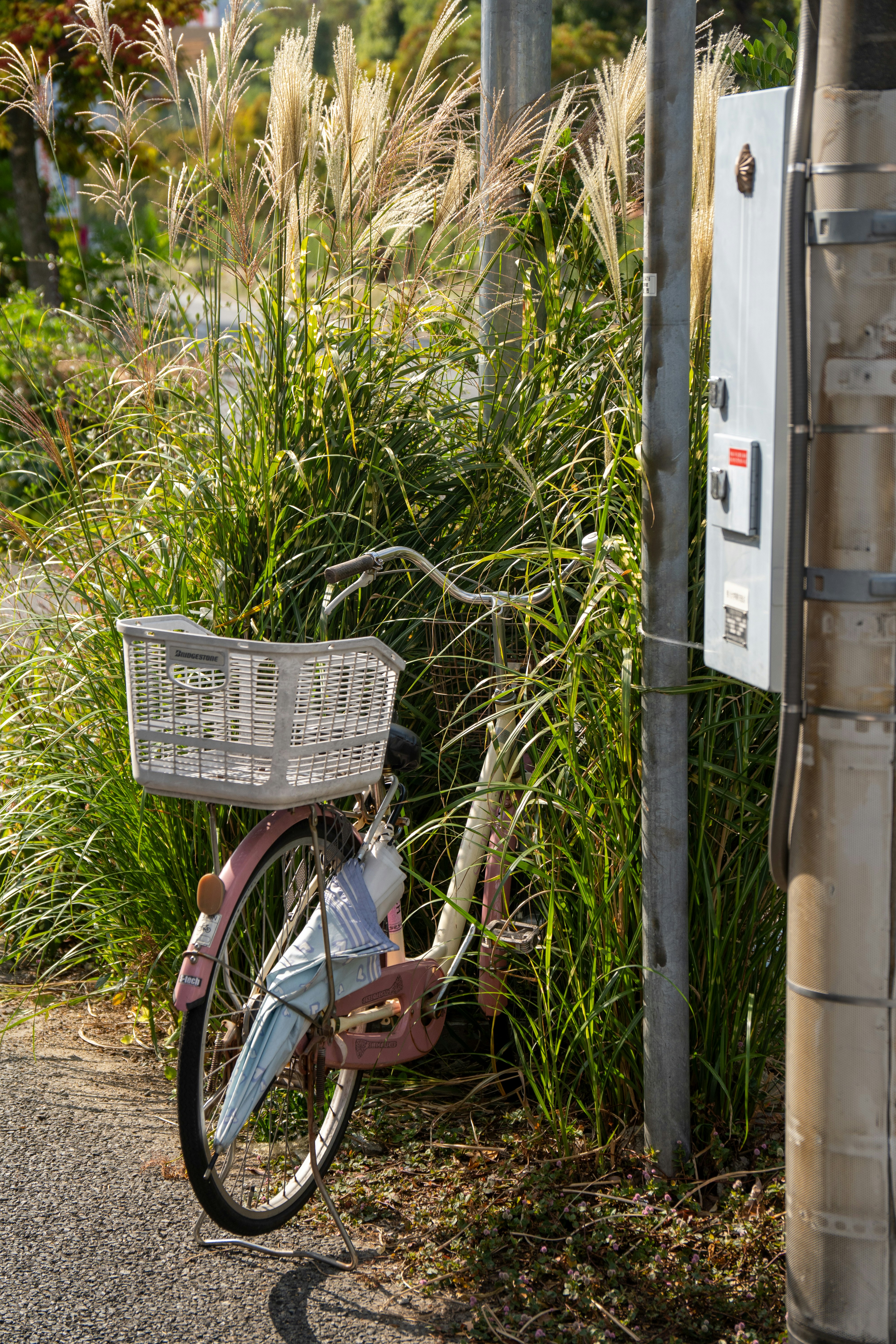 Whimsy in the Wild: A Bicycle's Quiet Respite