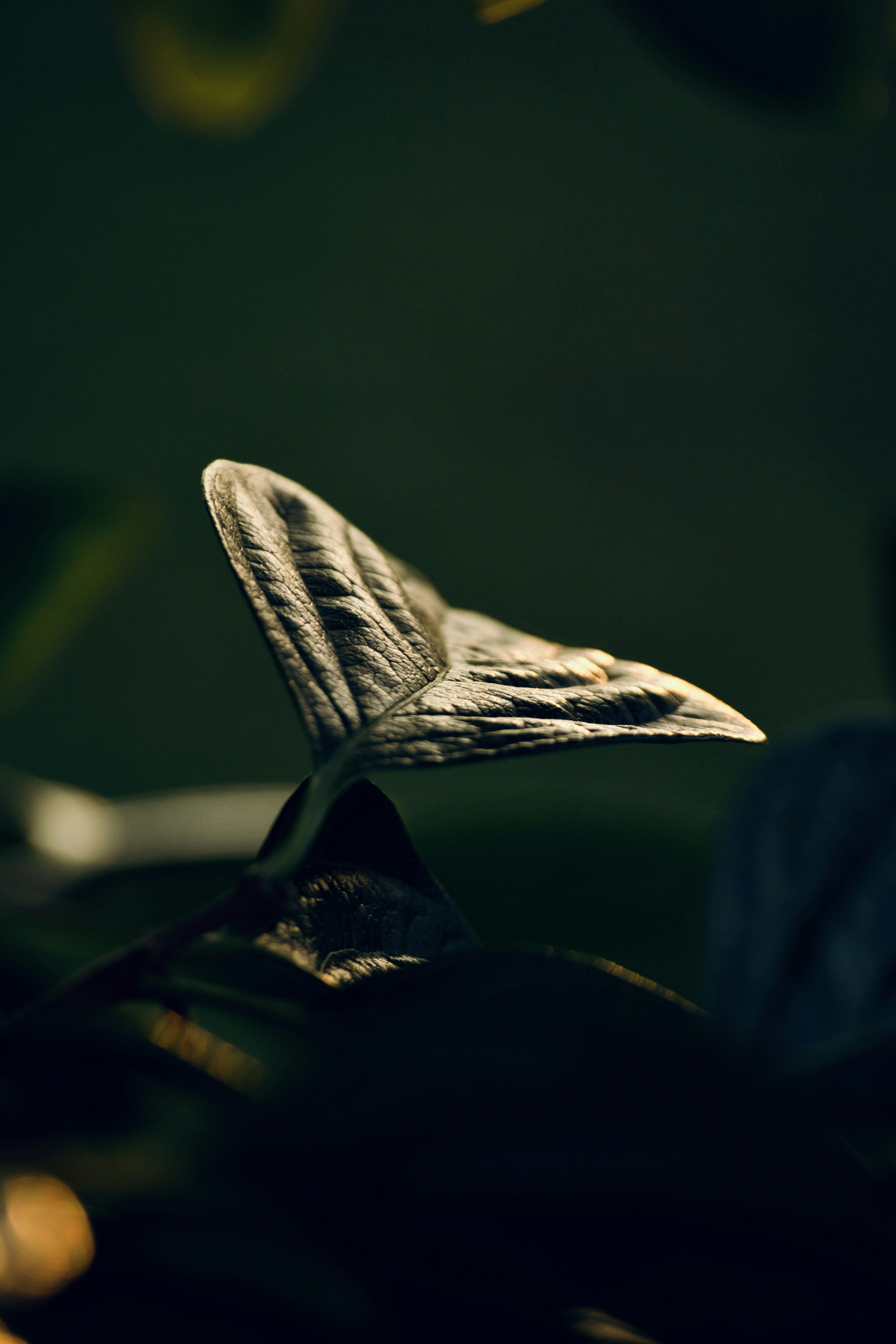 Whispers of Nature: A Leaf's Elegance