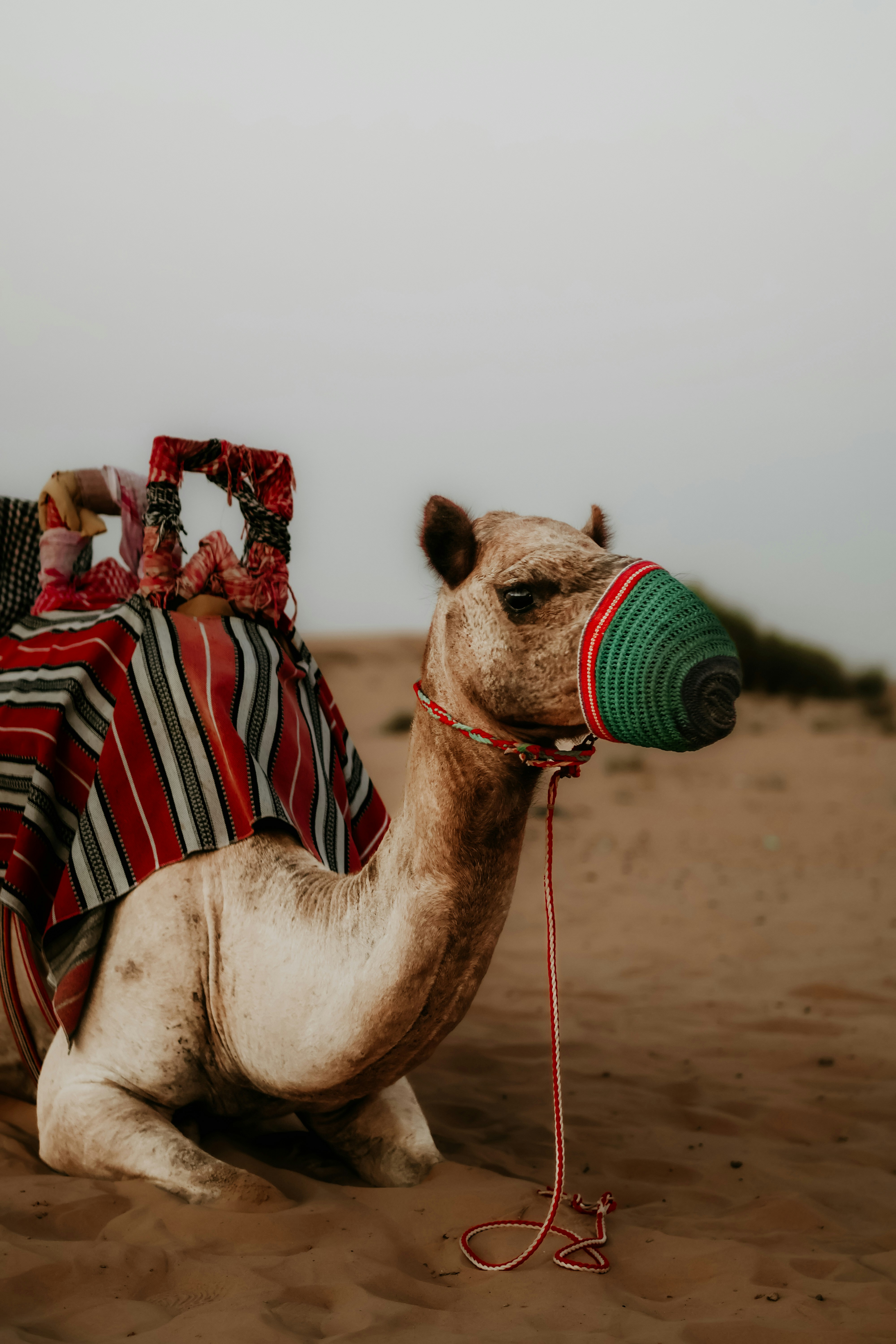 A camel rests on sand dunes with decorative saddle.