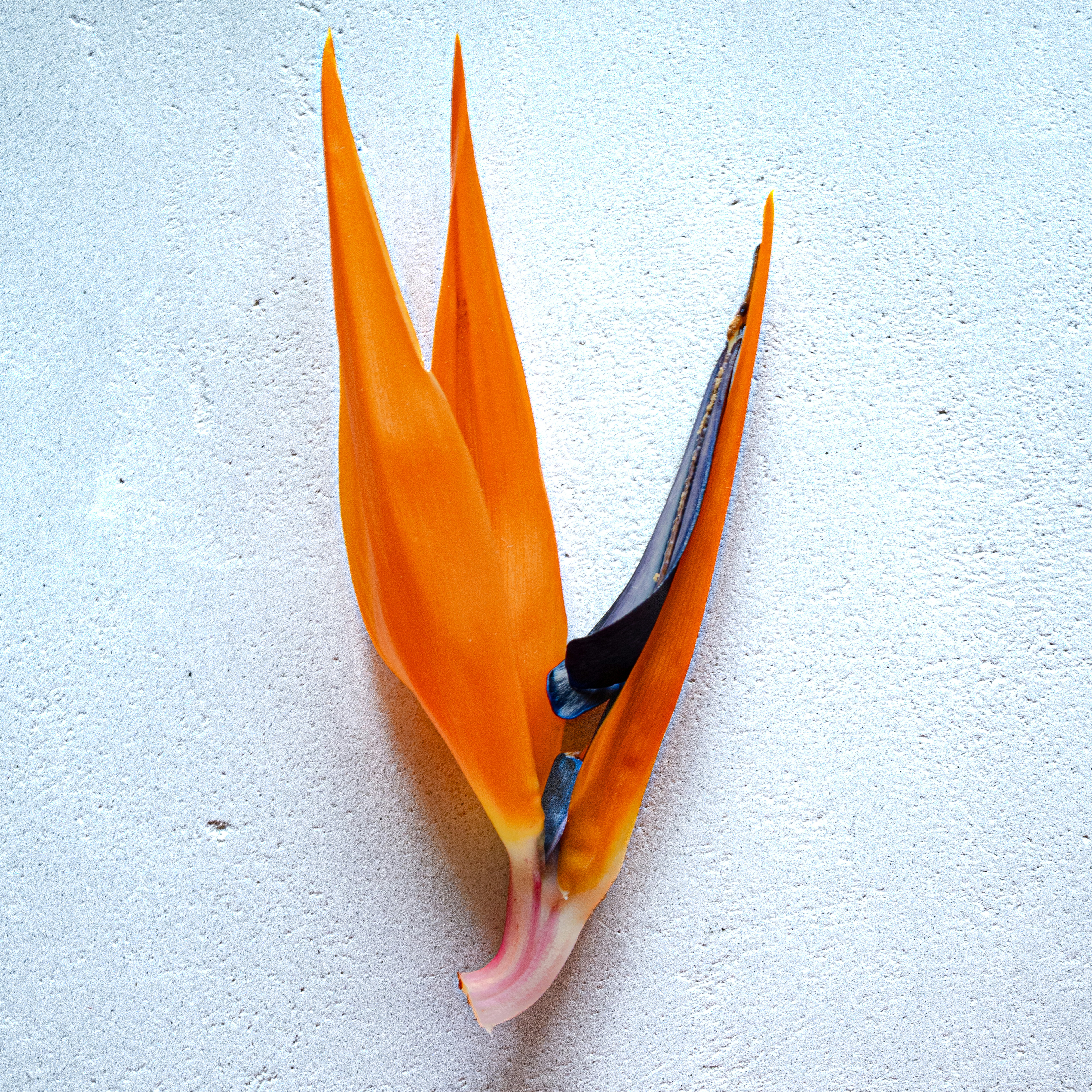 Tropical Elegance: The Bird of Paradise Unfurled