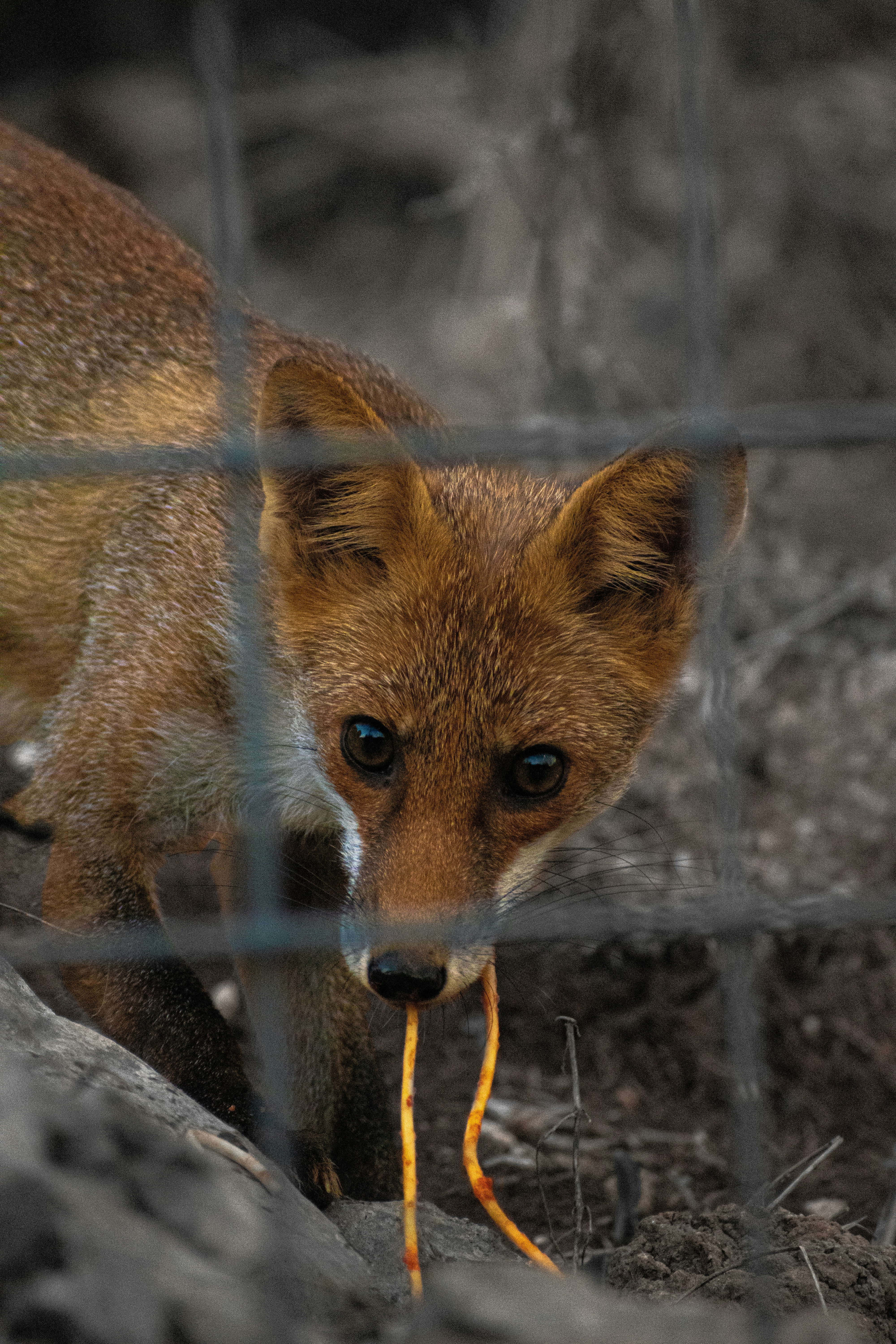 A Glimpse Through the Bars: The Curious Canid