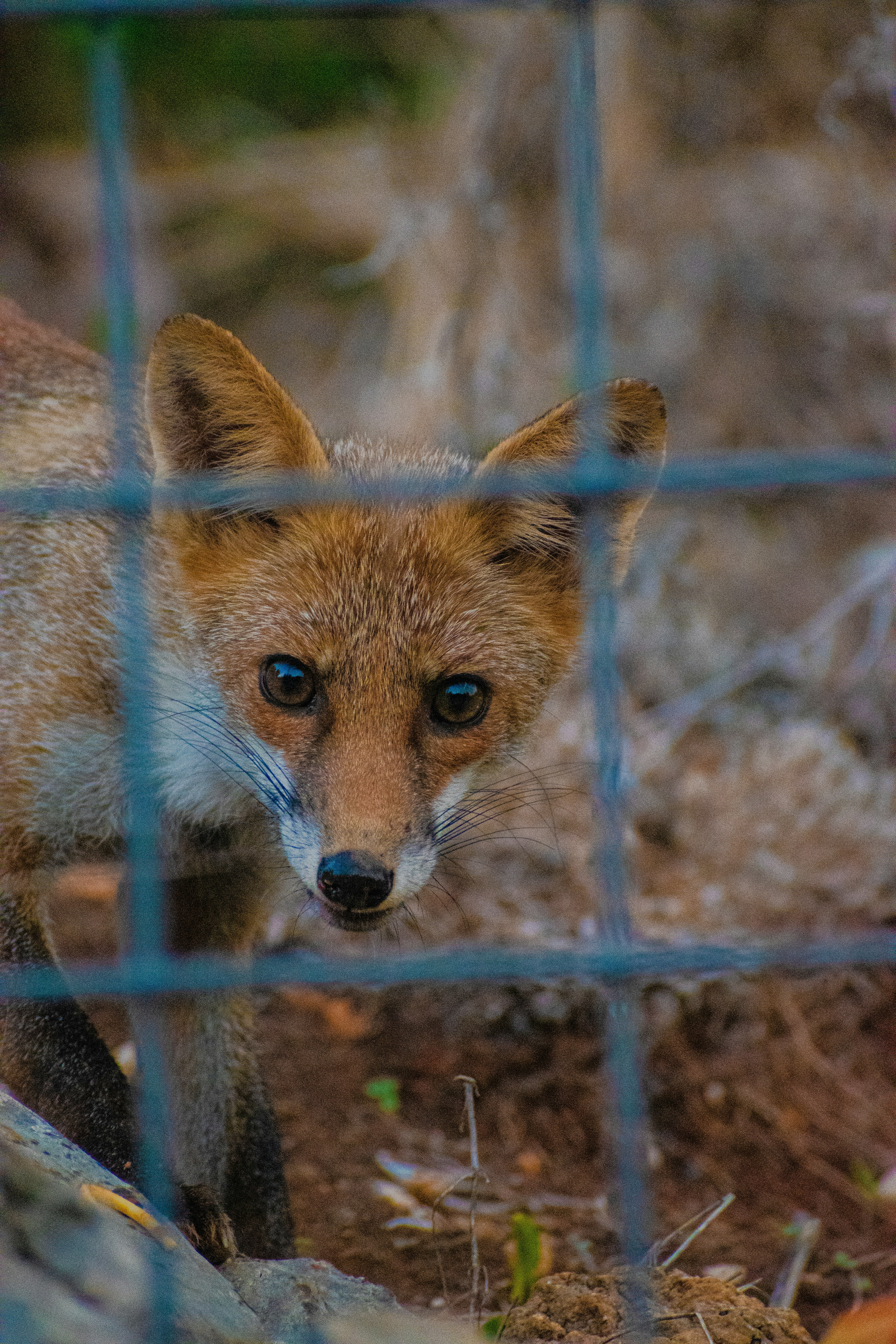 Curious Gaze Beyond the Barrier