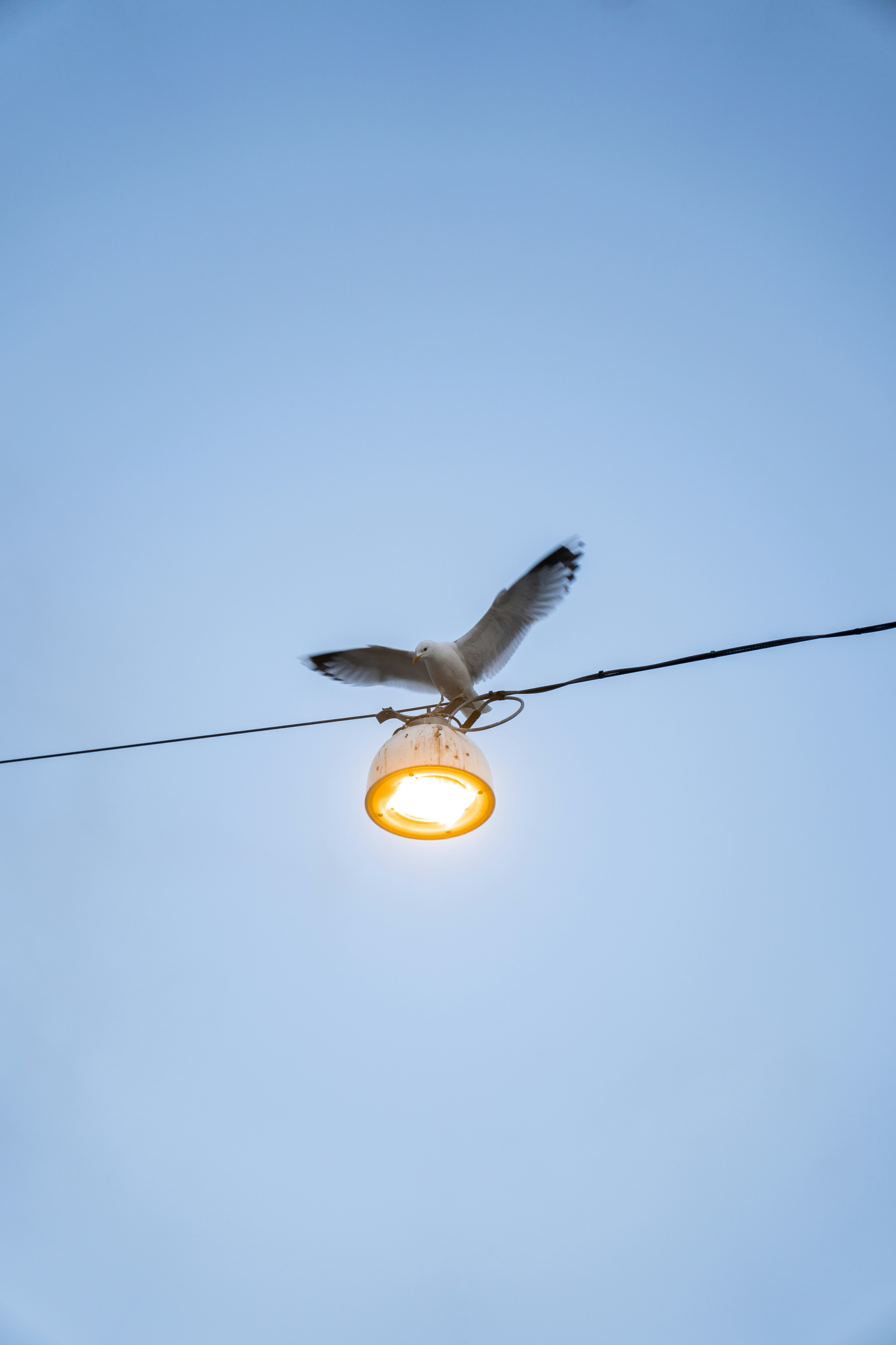 Illuminated Flight