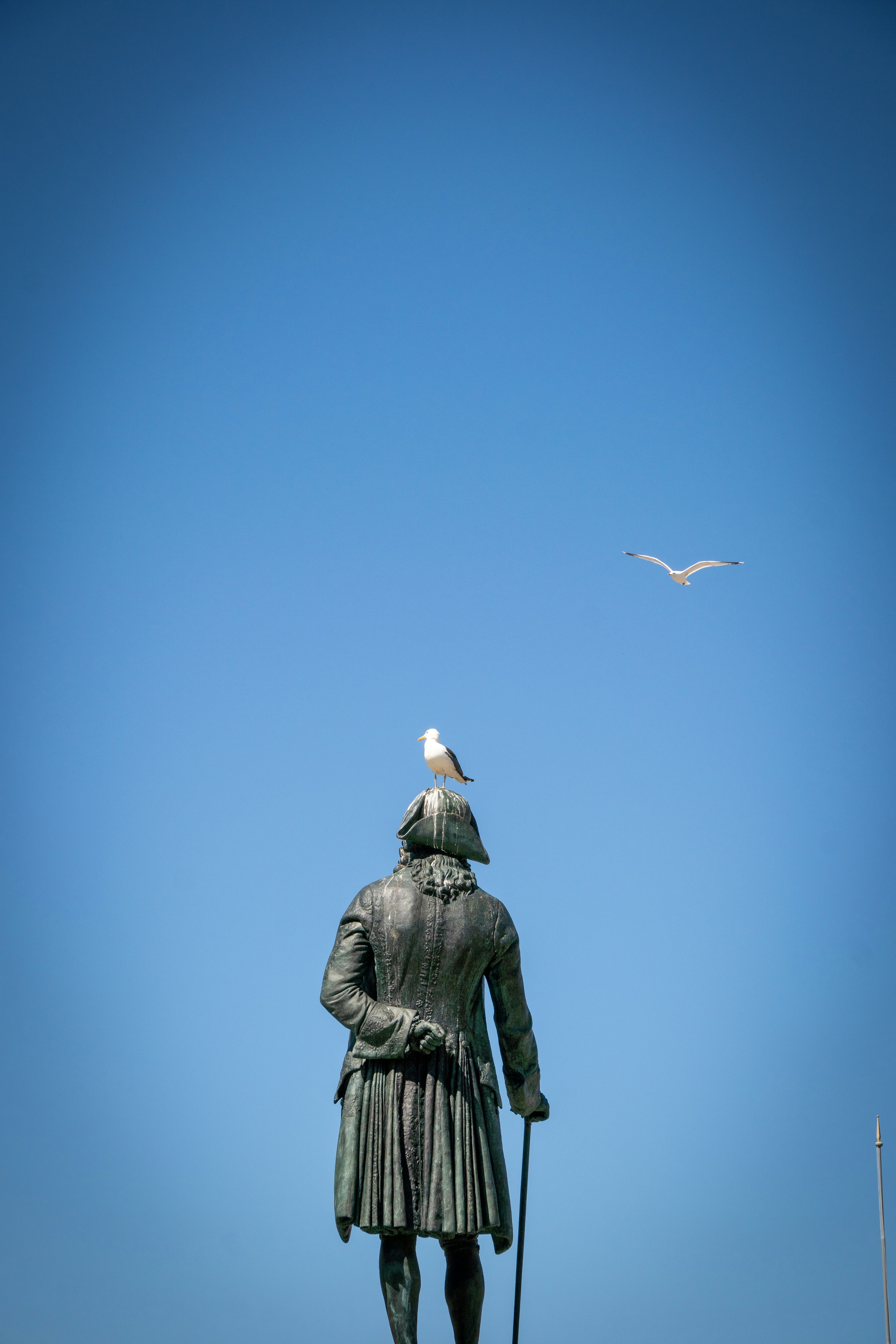 A Seagull's Crown: Nature Meets History